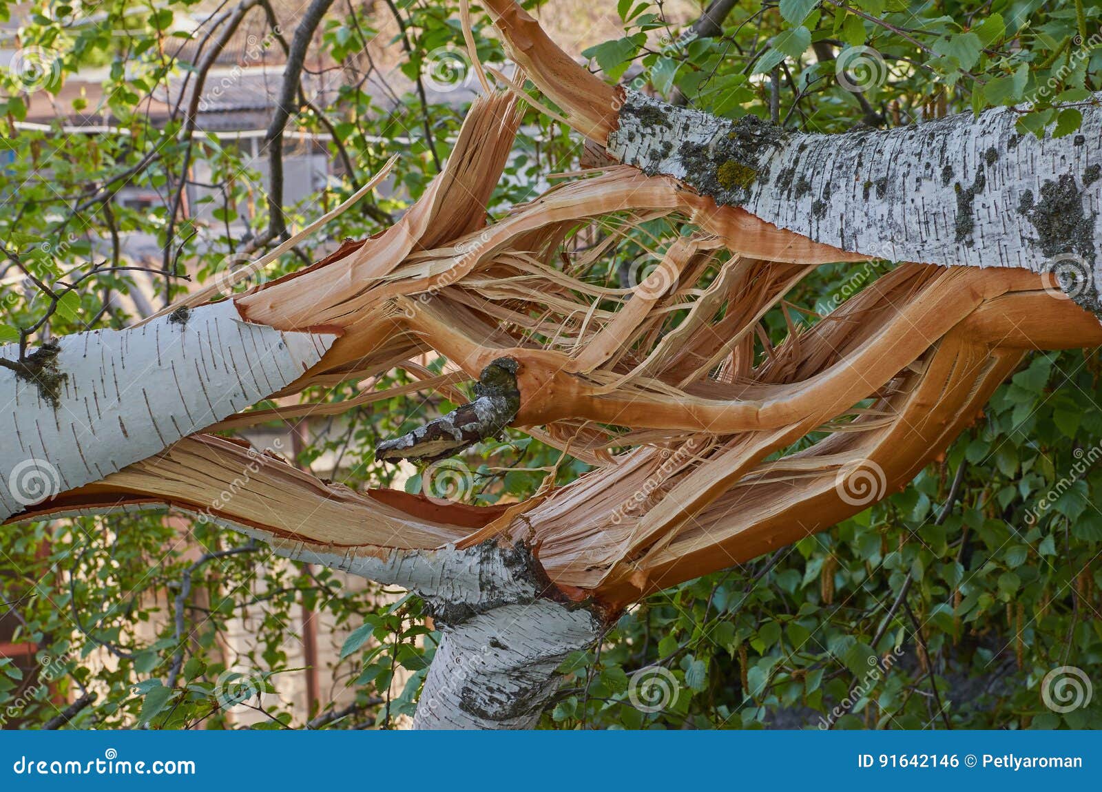 Broken branch birch stock photo. Image of disaster, birch - 91642146