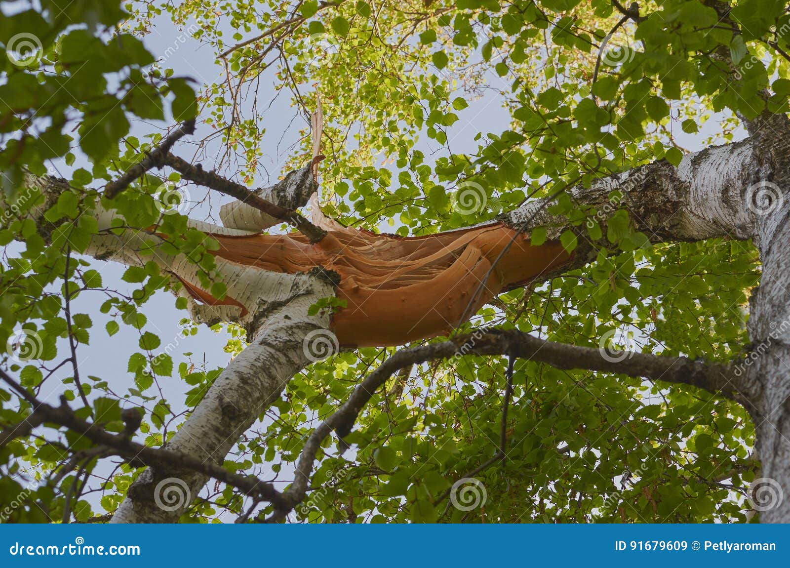 Broken Branch Birch on the Wood Stock Image - Image of branch, stem ...