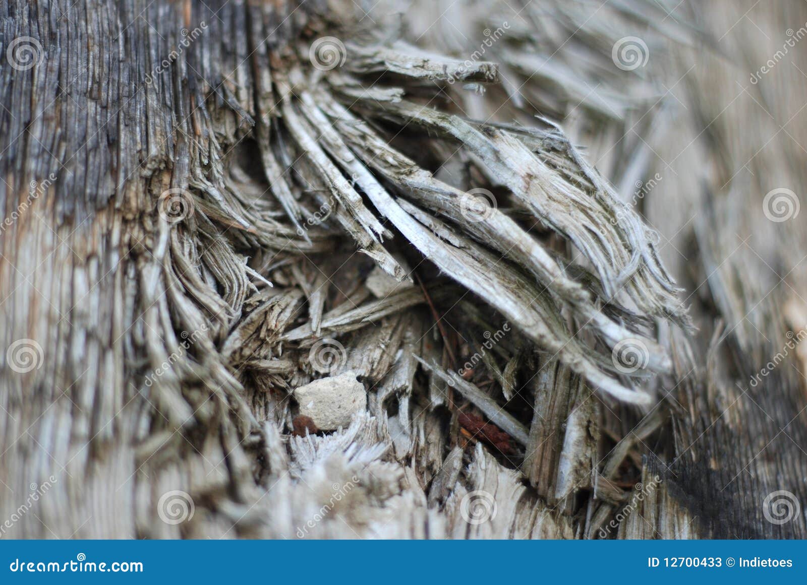 Broken branch close up stock image. Image of grain, broken - 12700433