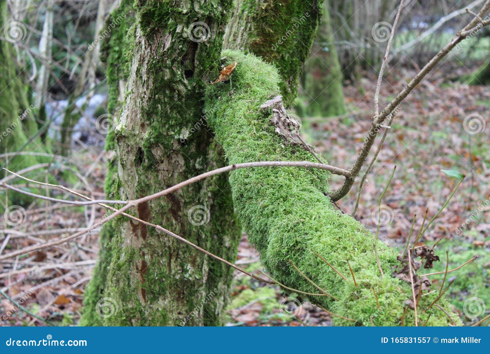 Broken Branch Covered in Moss Stock Image - Image of countryside, moss ... Broken Branch Covered in Moss Stock Image - Image of countryside, moss ...