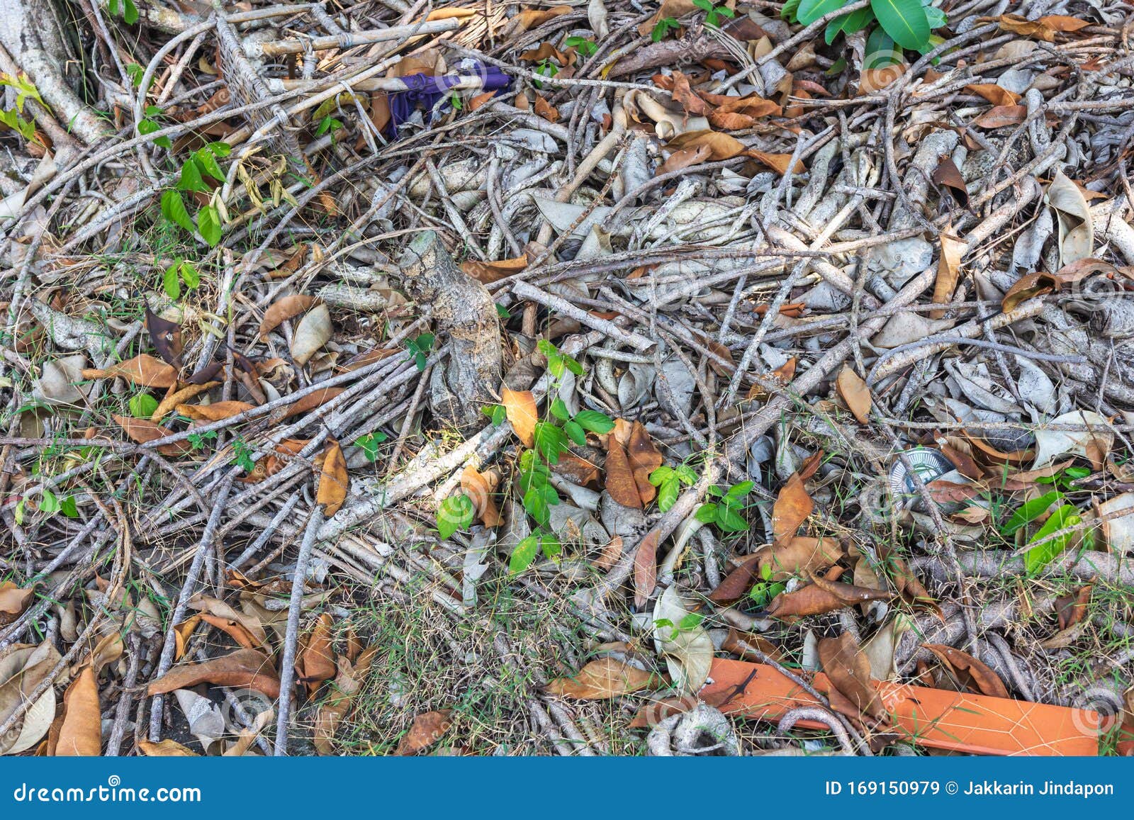 A Broken Branch Fall from a Tree Stock Image - Image of fall, autumn ...