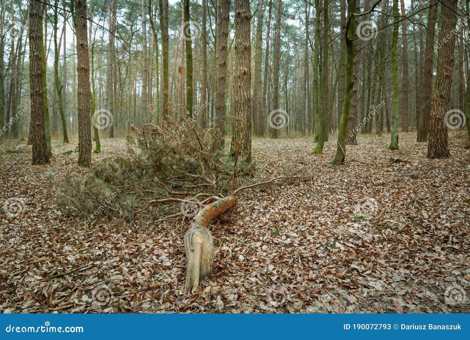 Broken Branch in the Forest, Autumnal View Stock Image - Image of ...