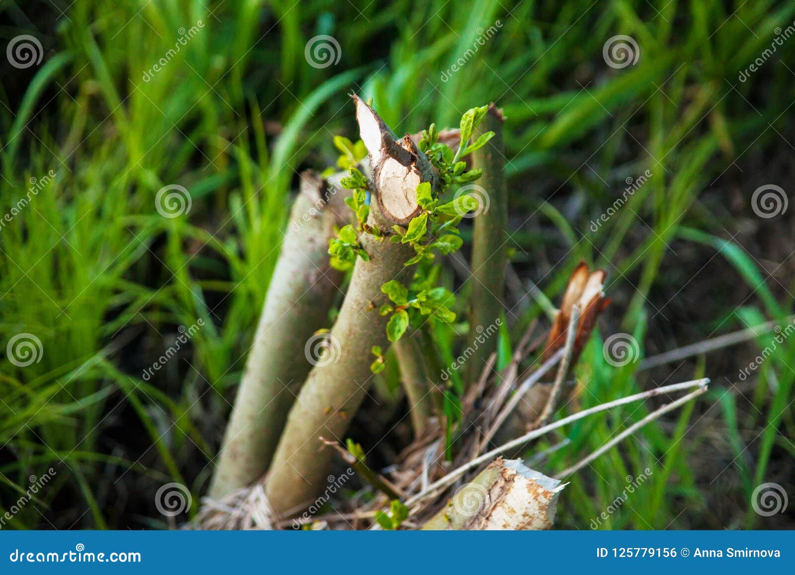 Broken Branch among the Grass Stock Photo - Image of wild, summer ...