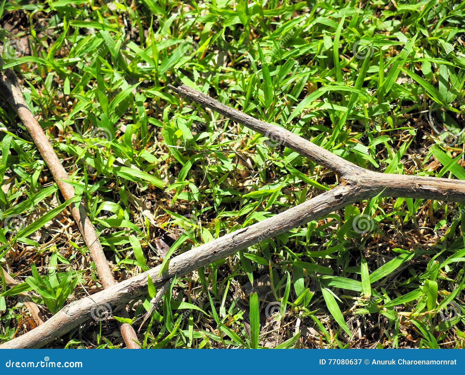 Broken Branch on Green Grass Stock Image - Image of friend, broken ...