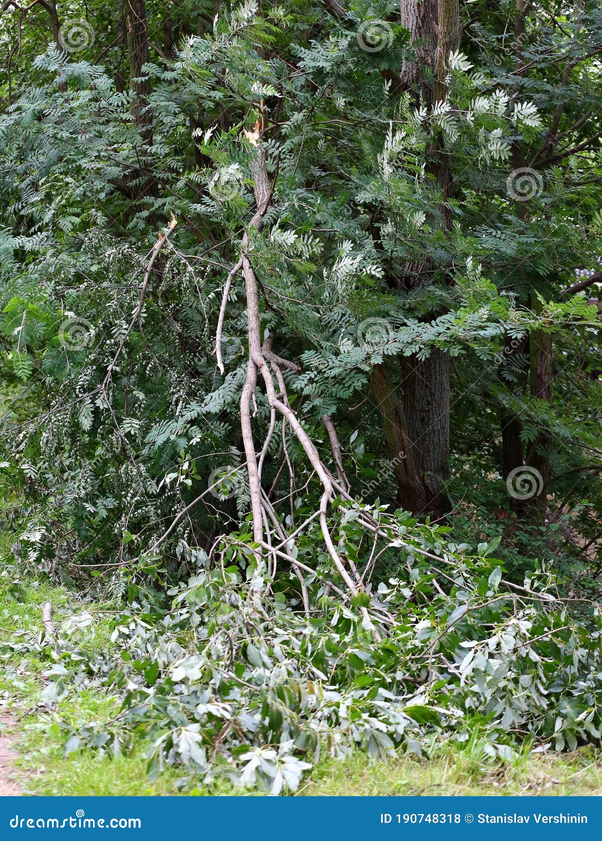 Broken Branch of a Green Tree Stock Photo - Image of background, plant ...
