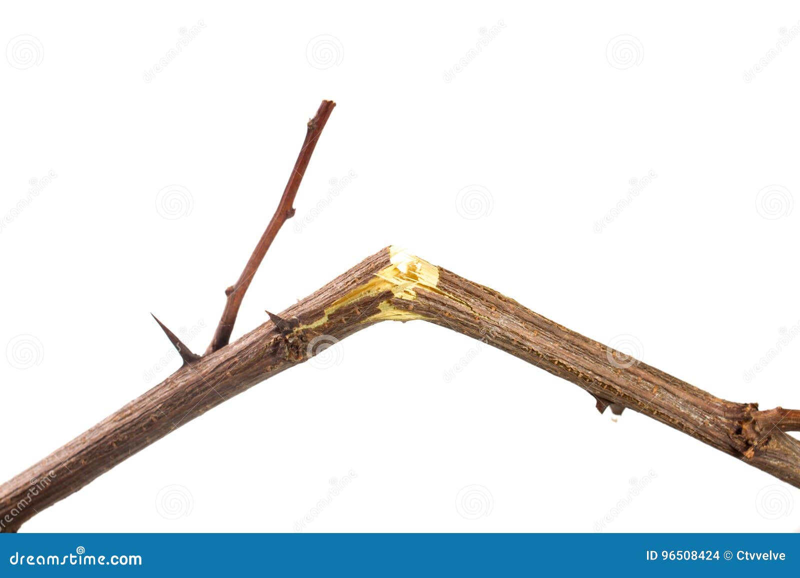 Broken branch on white stock photo. Image of fragile - 96508424