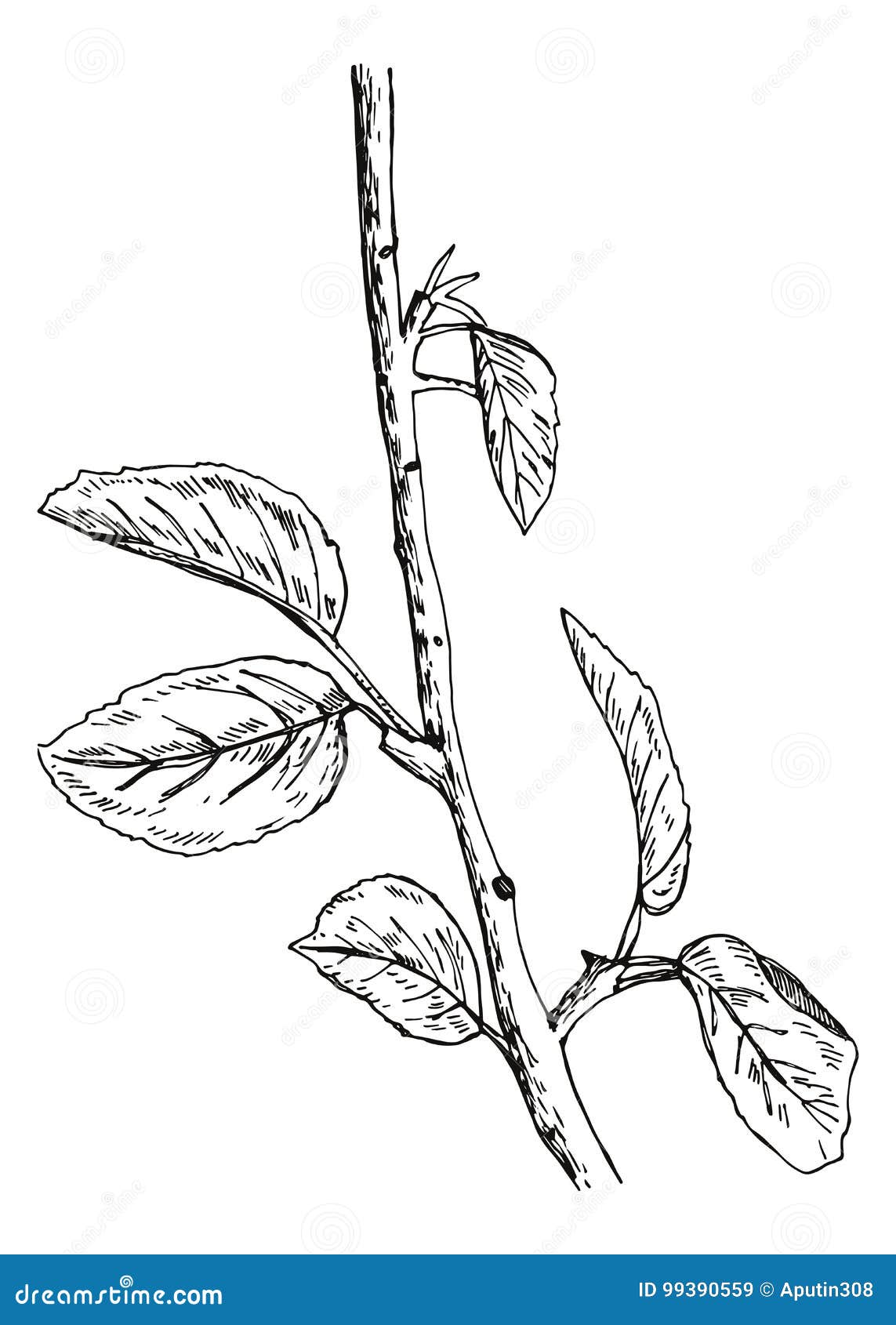 Broken Flower Stem Drawing