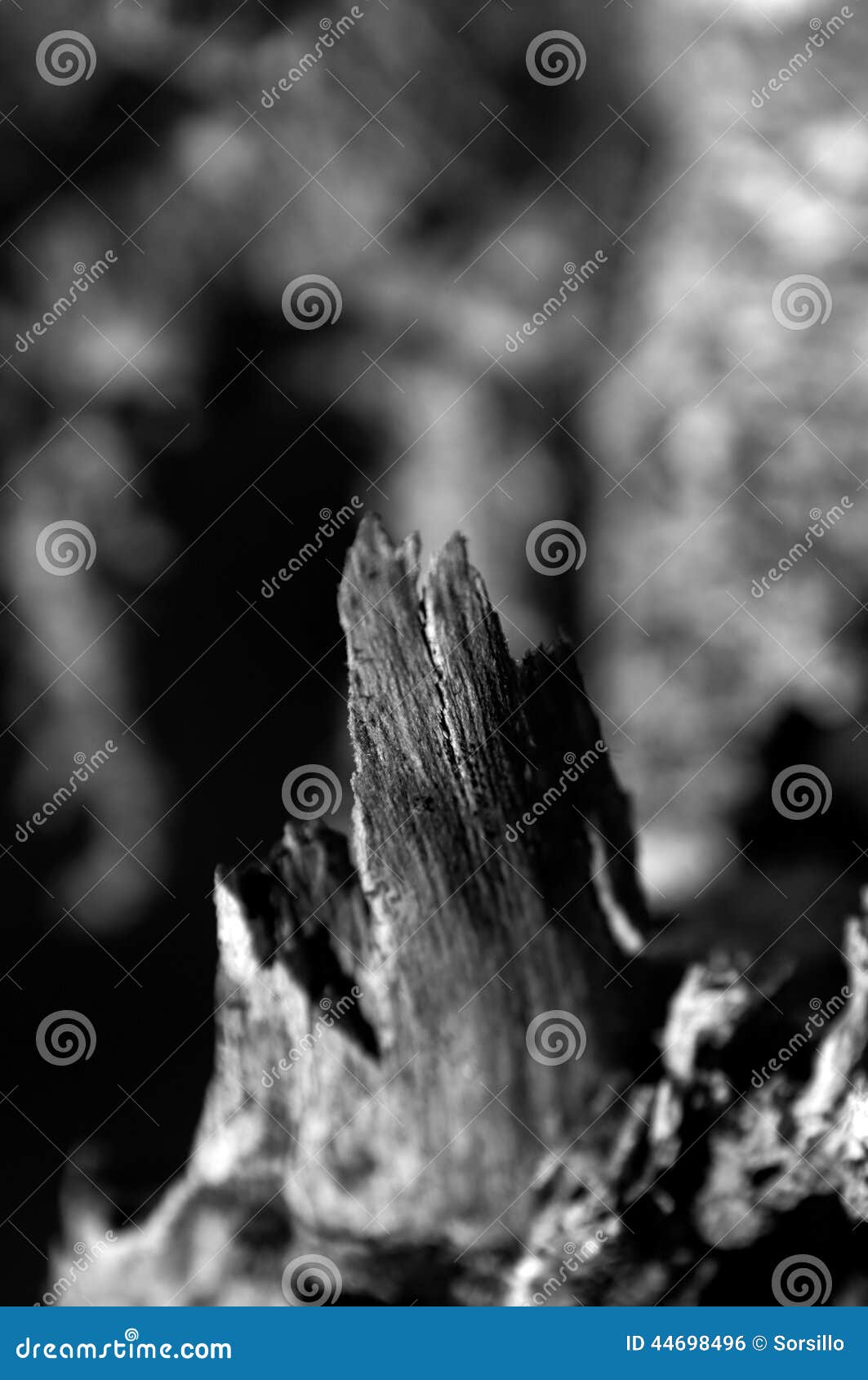 Broken branch macro stock photo. Image of nature, branch - 44698496