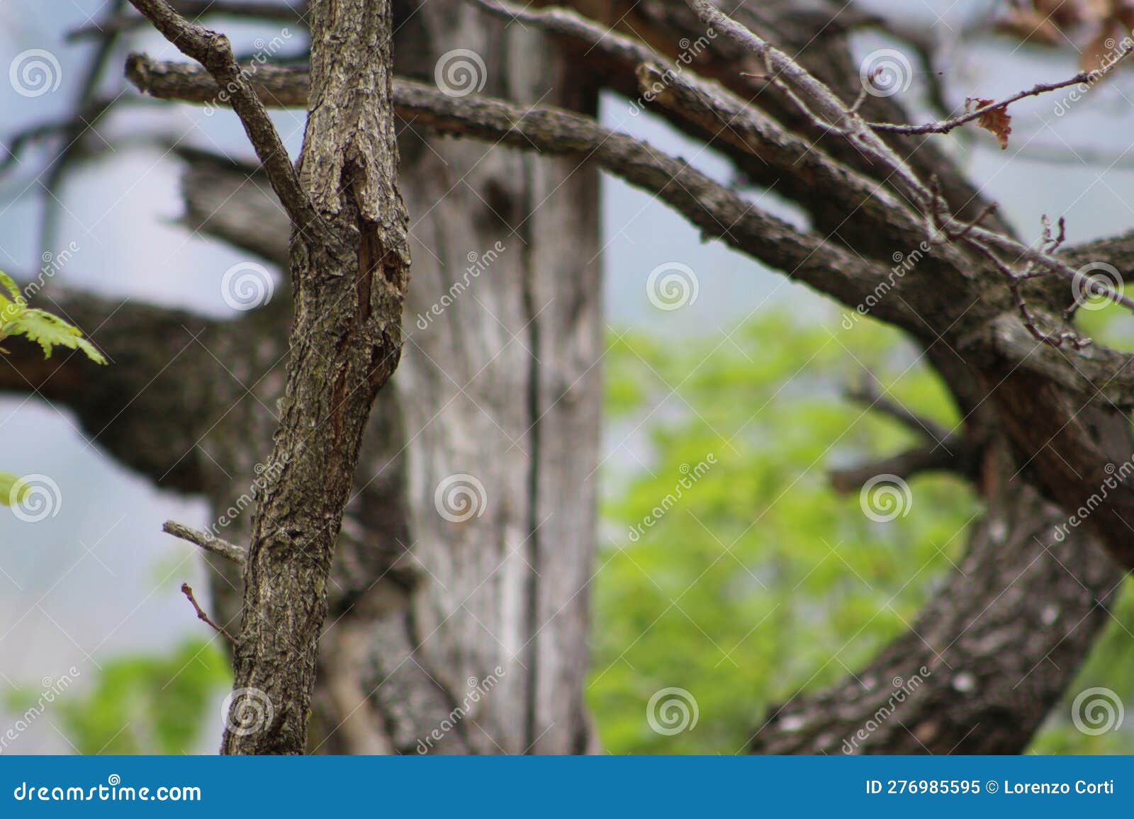 Broken branch stock image. Image of wildlife, photograph - 276985595