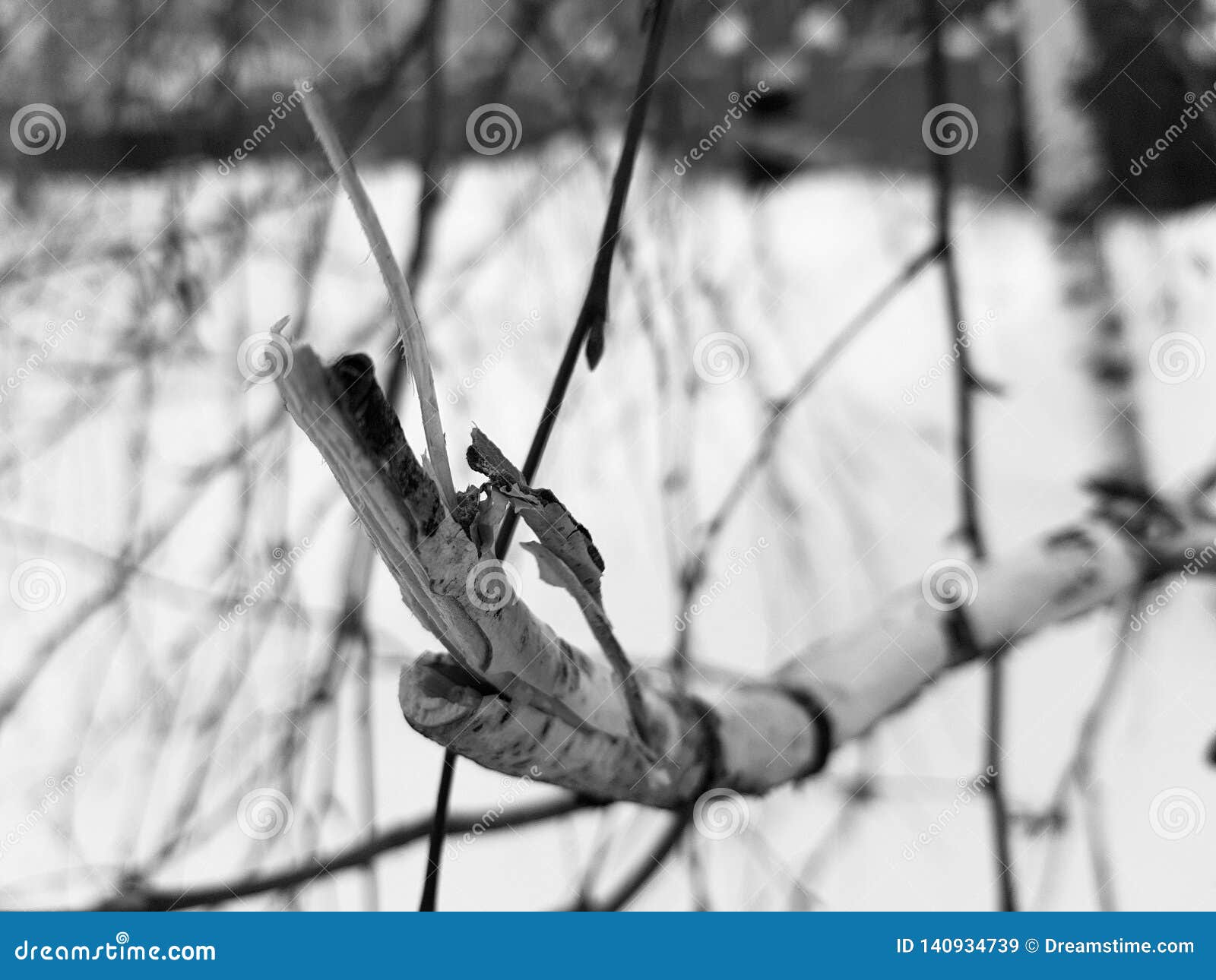 Broken Branch of a Small Birch Stock Image - Image of bulk, blue: 140934739
