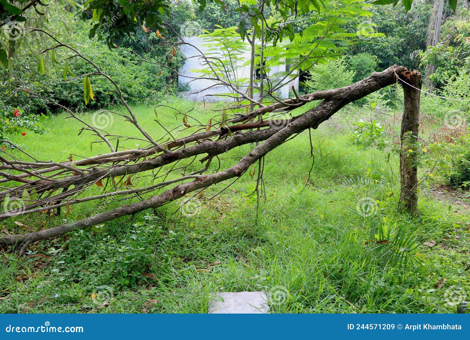 Broken Branch with Green Grass and Trees Stock Image - Image of ...