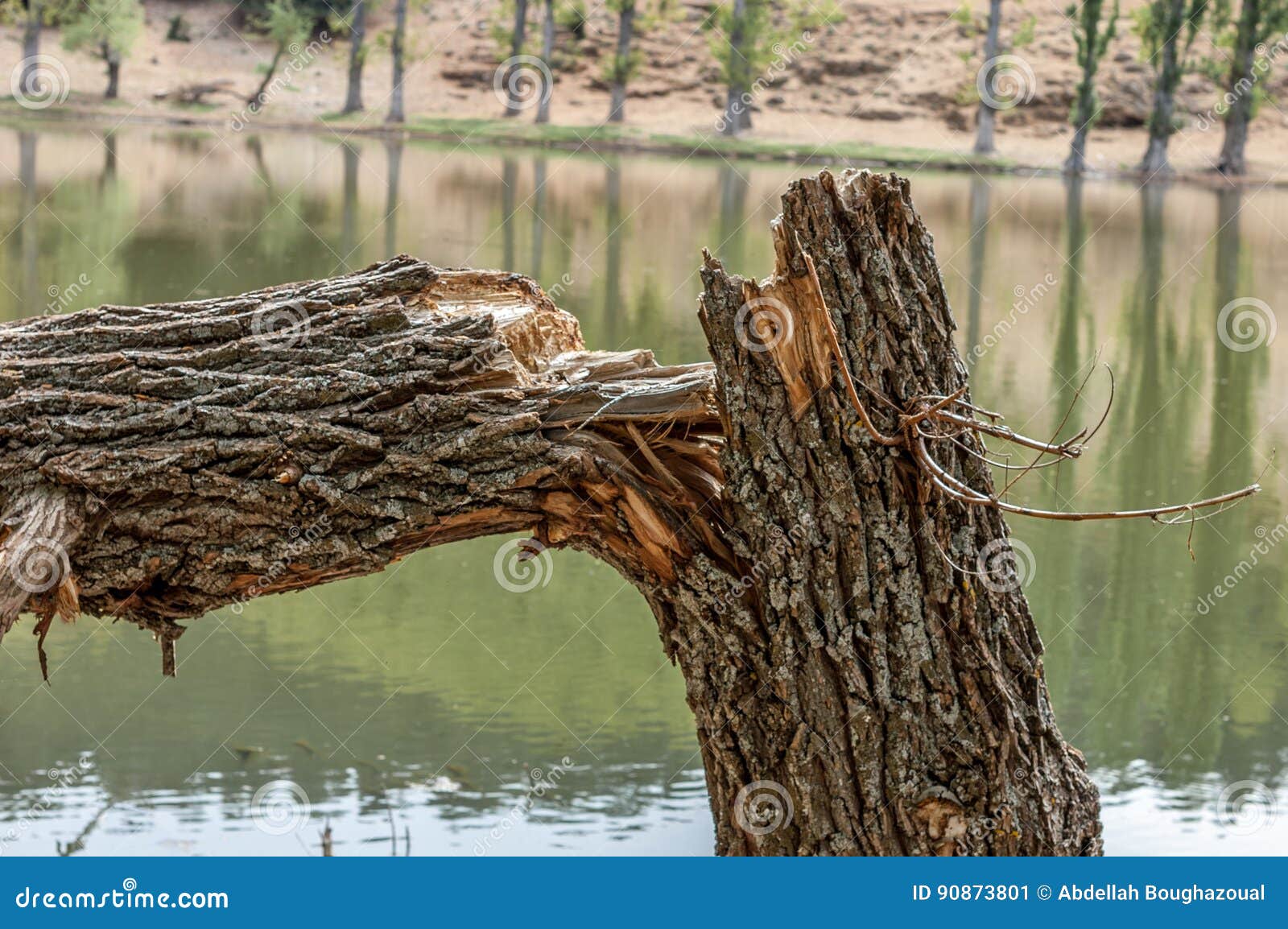 Broken Branch Snapped Over with Lake Blurred in Background. Stock Image ...