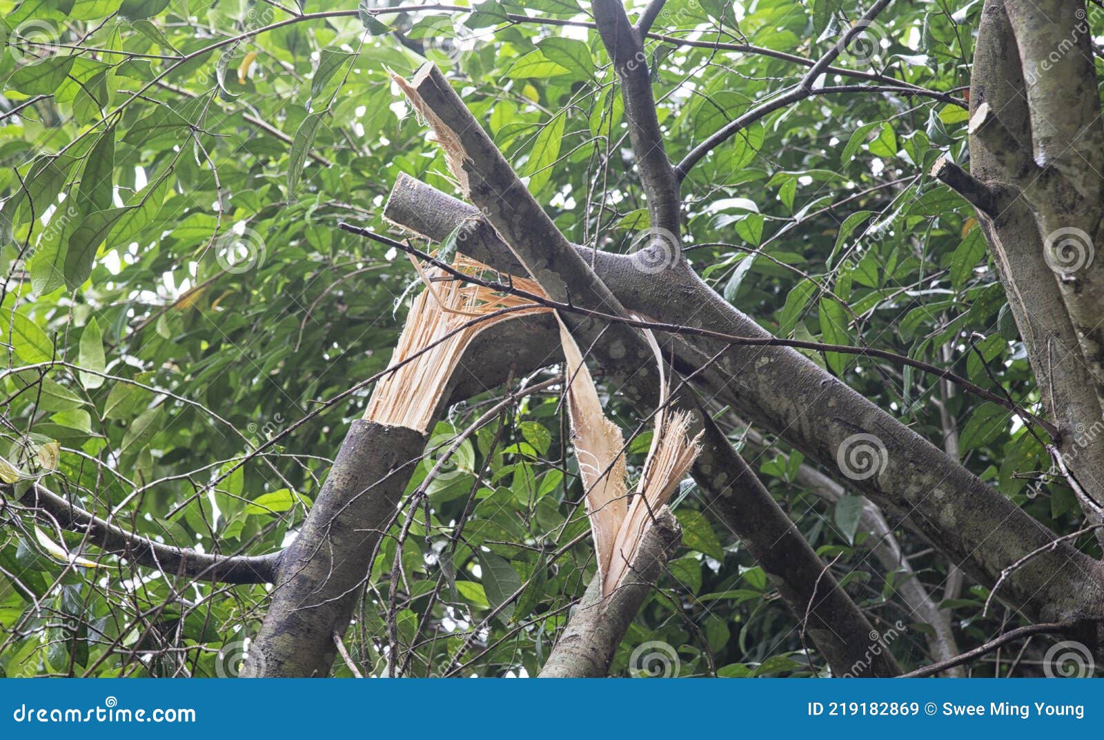 Broken Branch on Top of the Tree Stock Image - Image of outdoor ...