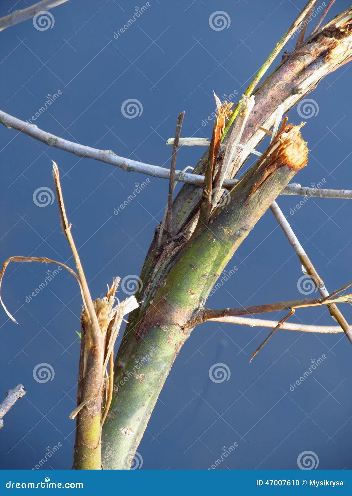Broken branch stock photo. Image of wilderness, vegetation - 47007610