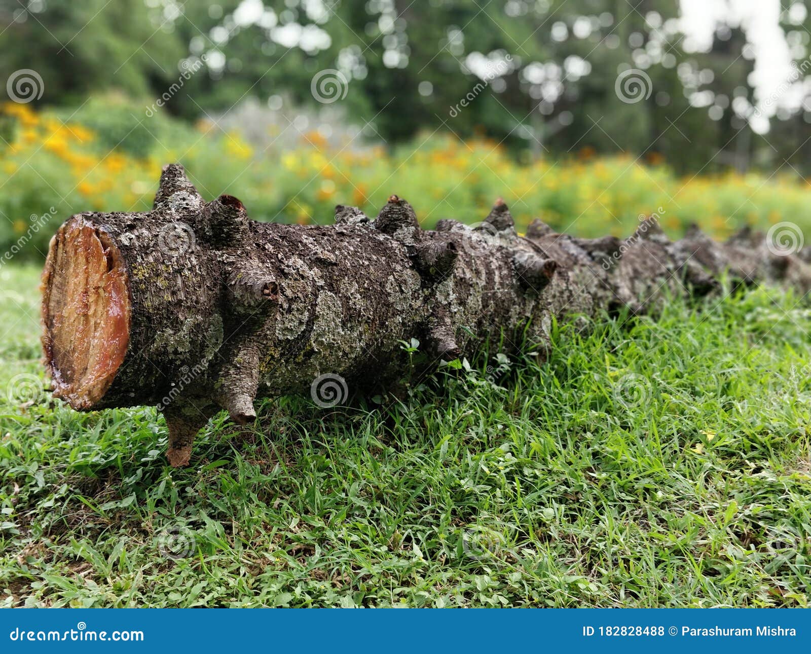 Broken Branch of a Tree in Garden Stock Photo - Image of tree, branch ...