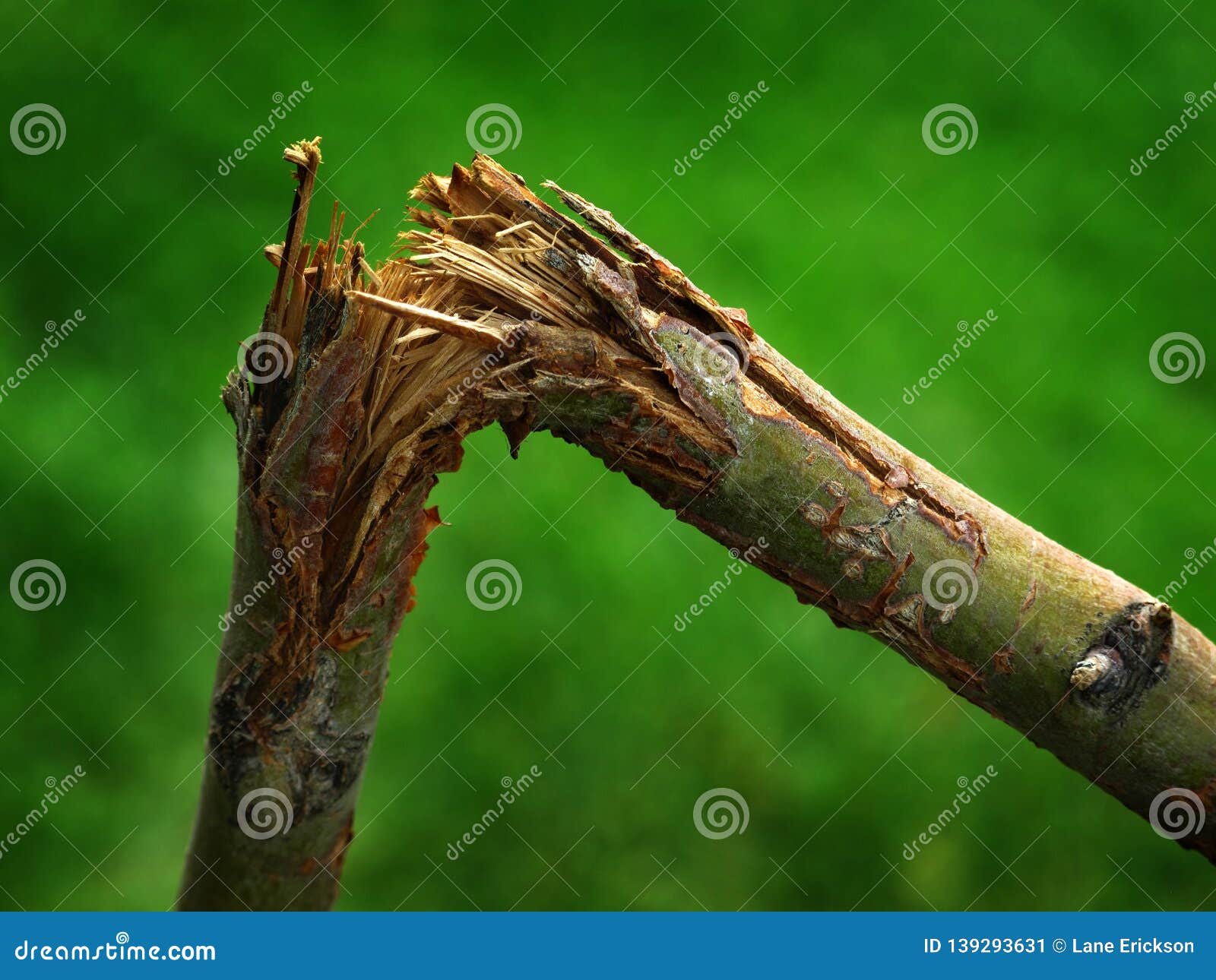 Broken Branch Tree Limb Green Break Splinters Sharp Stock Image - Image ...