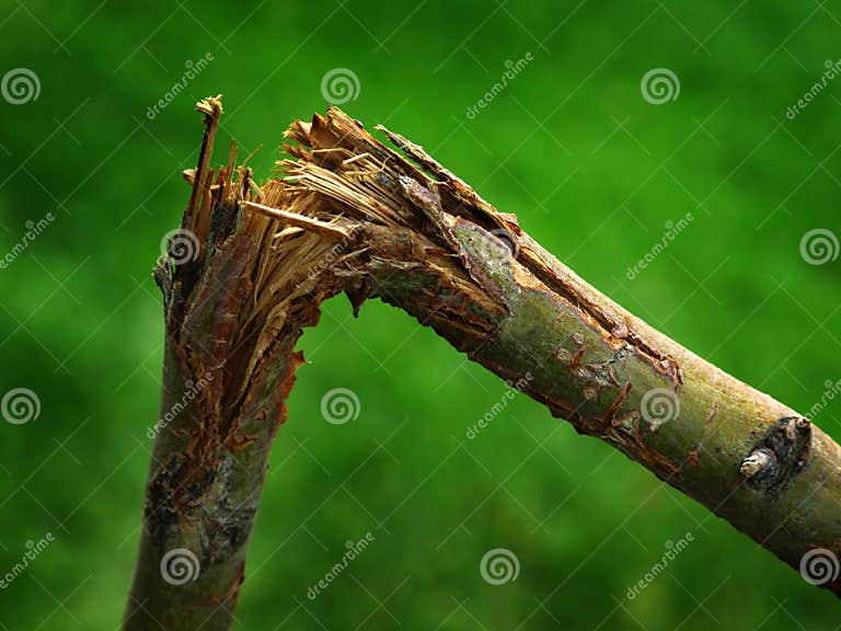 Broken Branch Tree Limb Green Break Splinters Sharp Stock Image - Image ...