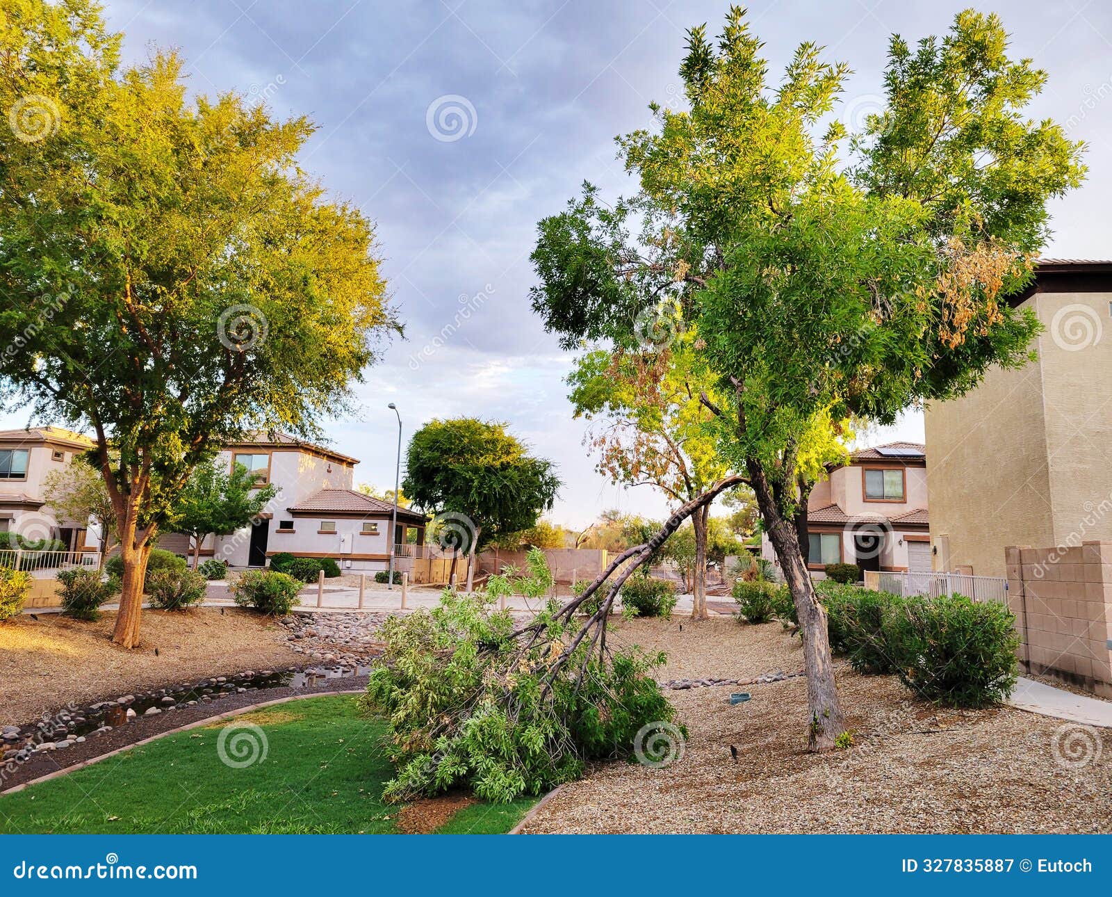 Broken Branch of Tree after Monsoon Storm Stock Image - Image of ...