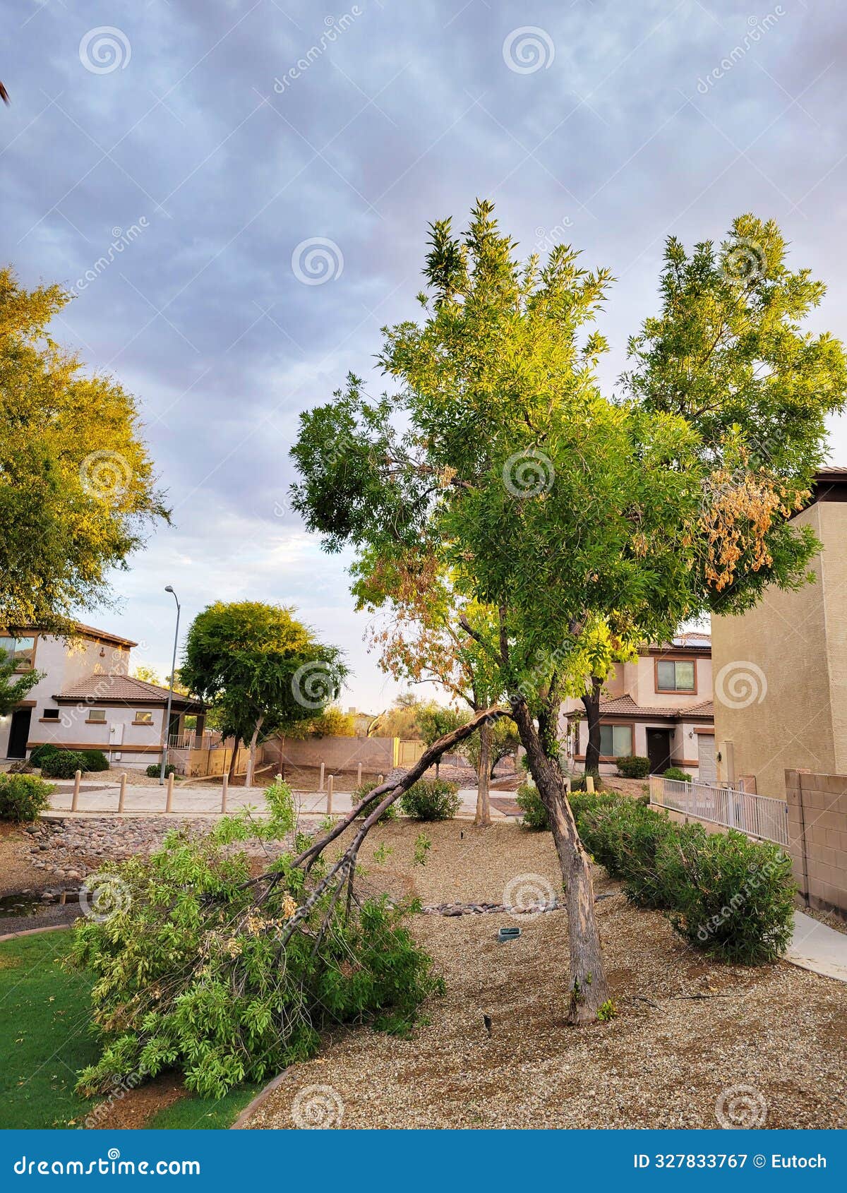 Broken Branch of Tree after Monsoon Storm Stock Image - Image of summer ...