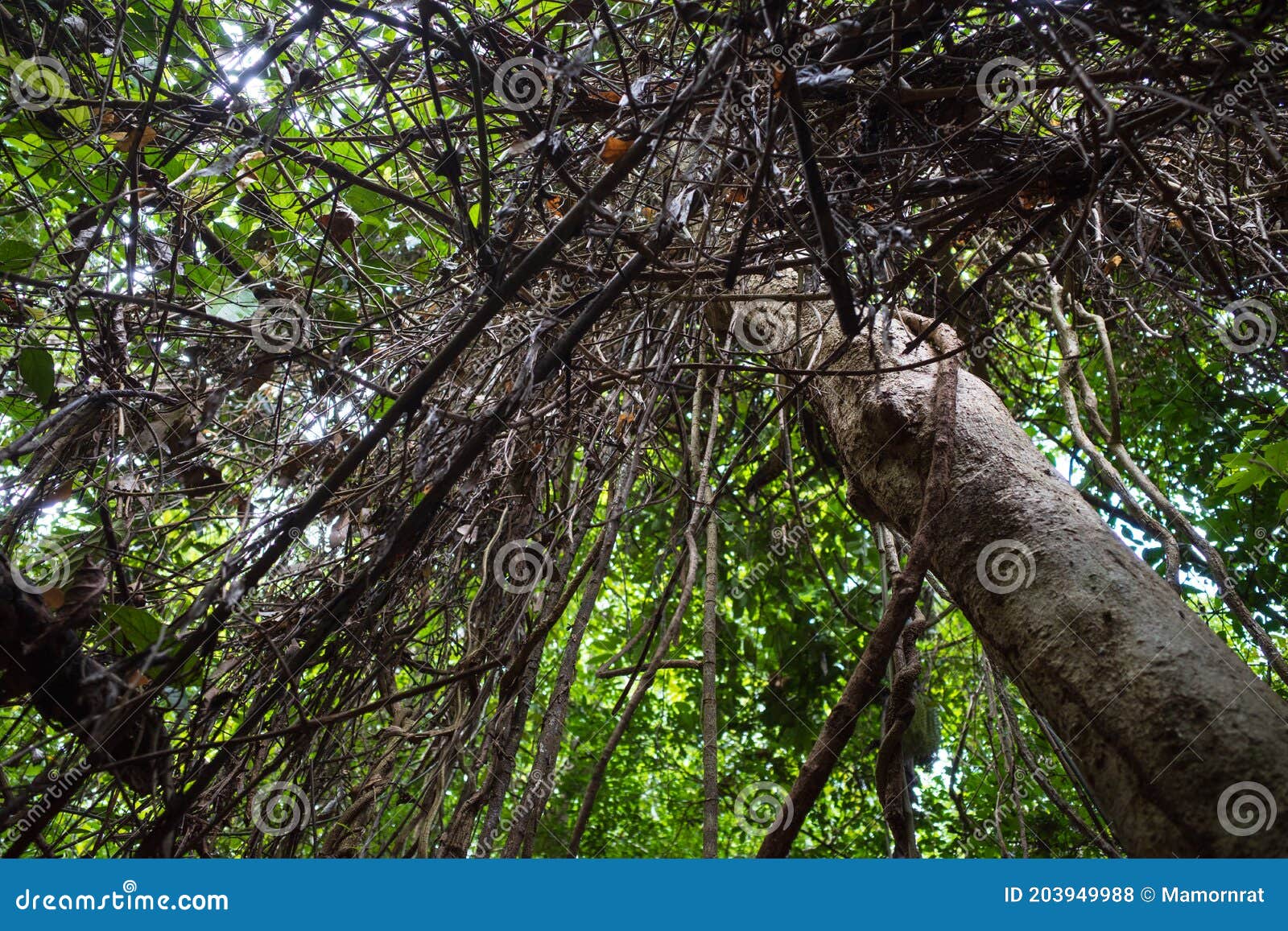 Broken Branches Hanging on the Tree in Forest Stock Photo - Image of ...