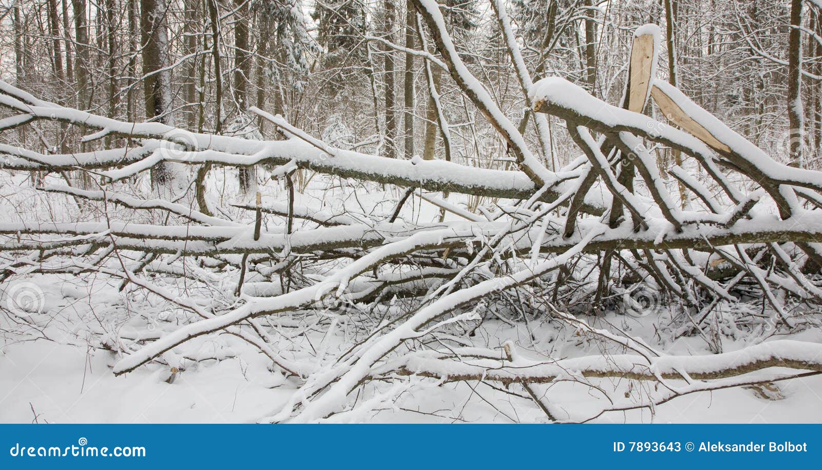 Broken Branches Snow Wrapped after Blizzard Stock Image - Image of snow ...