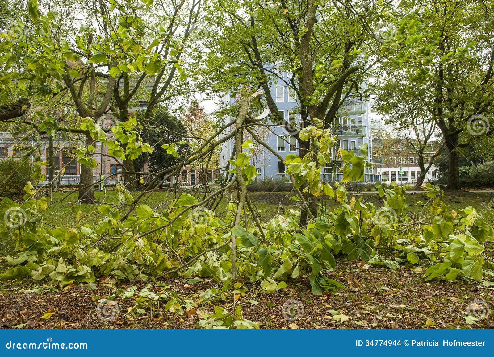 Broken branches stock photo. Image of nature, bark, broken - 34774944