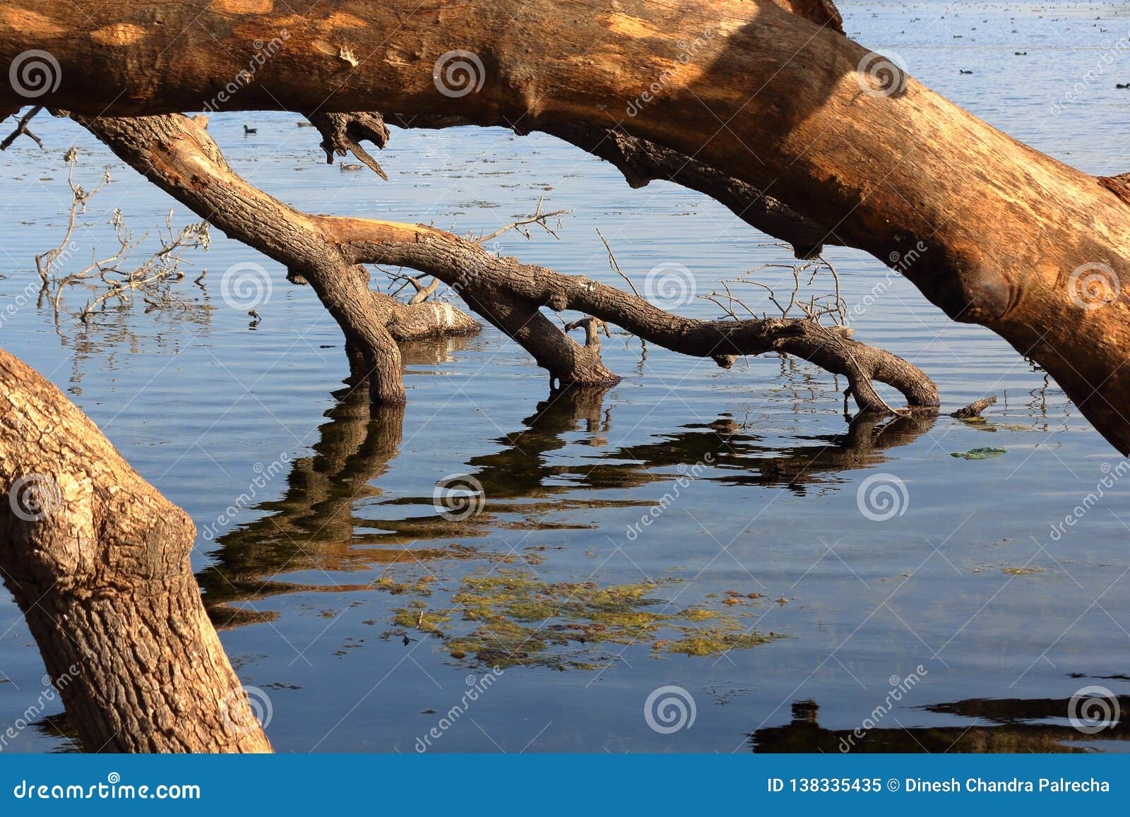 Broken Branches of Tree in Pond Water Stock Image - Image of trees ...