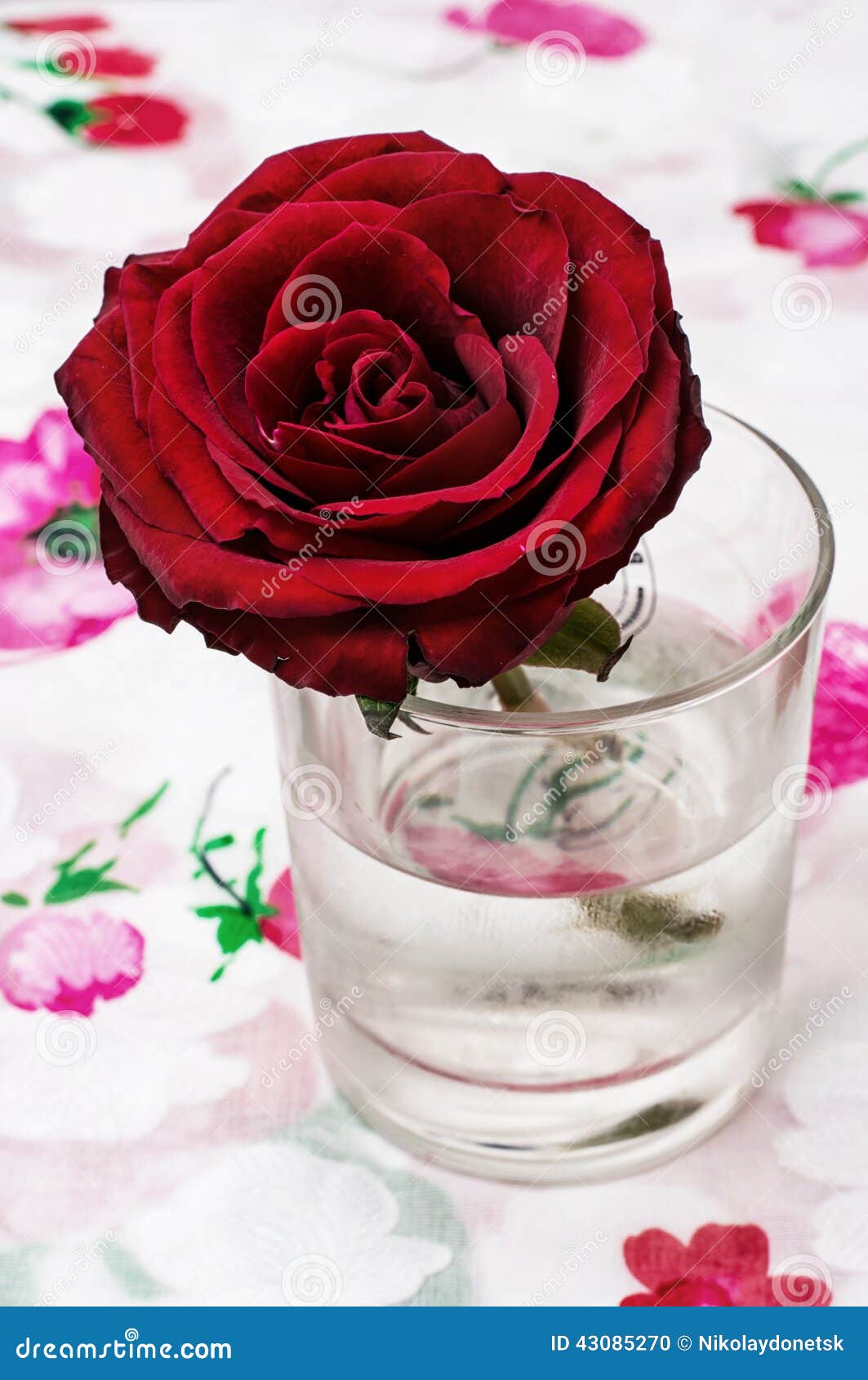 Broken bud fragrant roses stock photo. Image of broken - 43085270