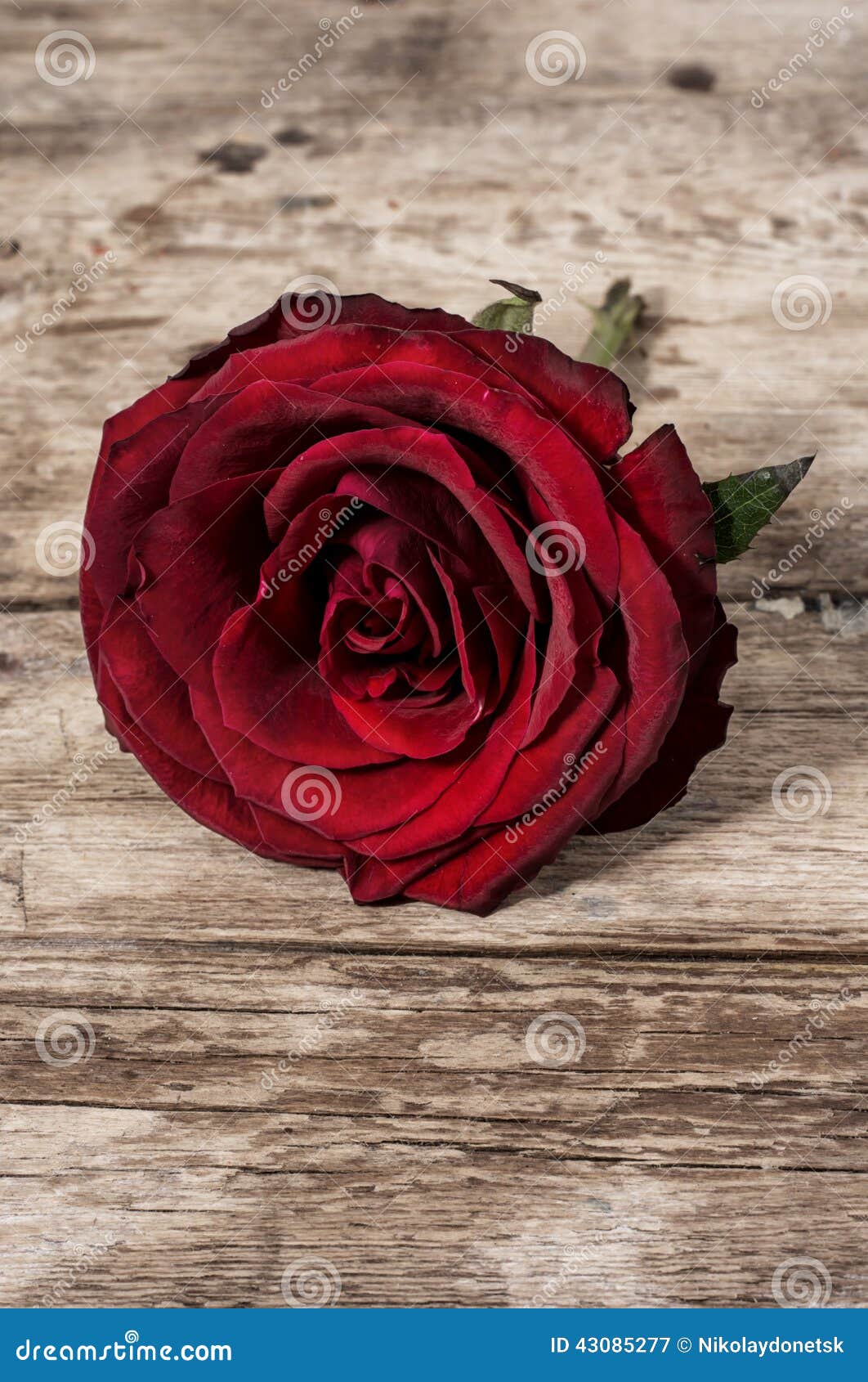 Broken Bud Fragrant Roses Stock Photos - Free & Royalty-Free Stock ...