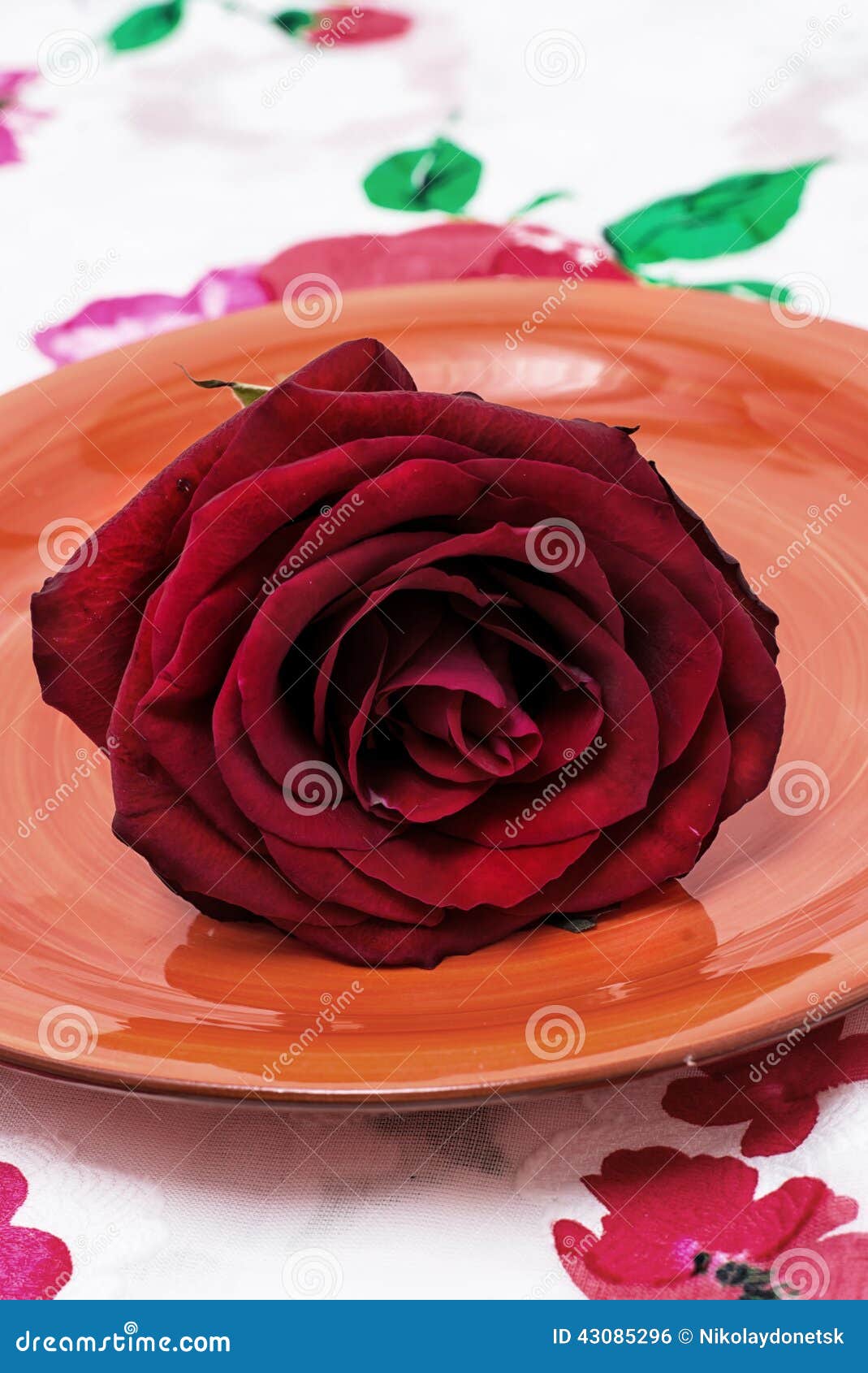 Broken bud fragrant roses stock photo. Image of lonely - 43085296