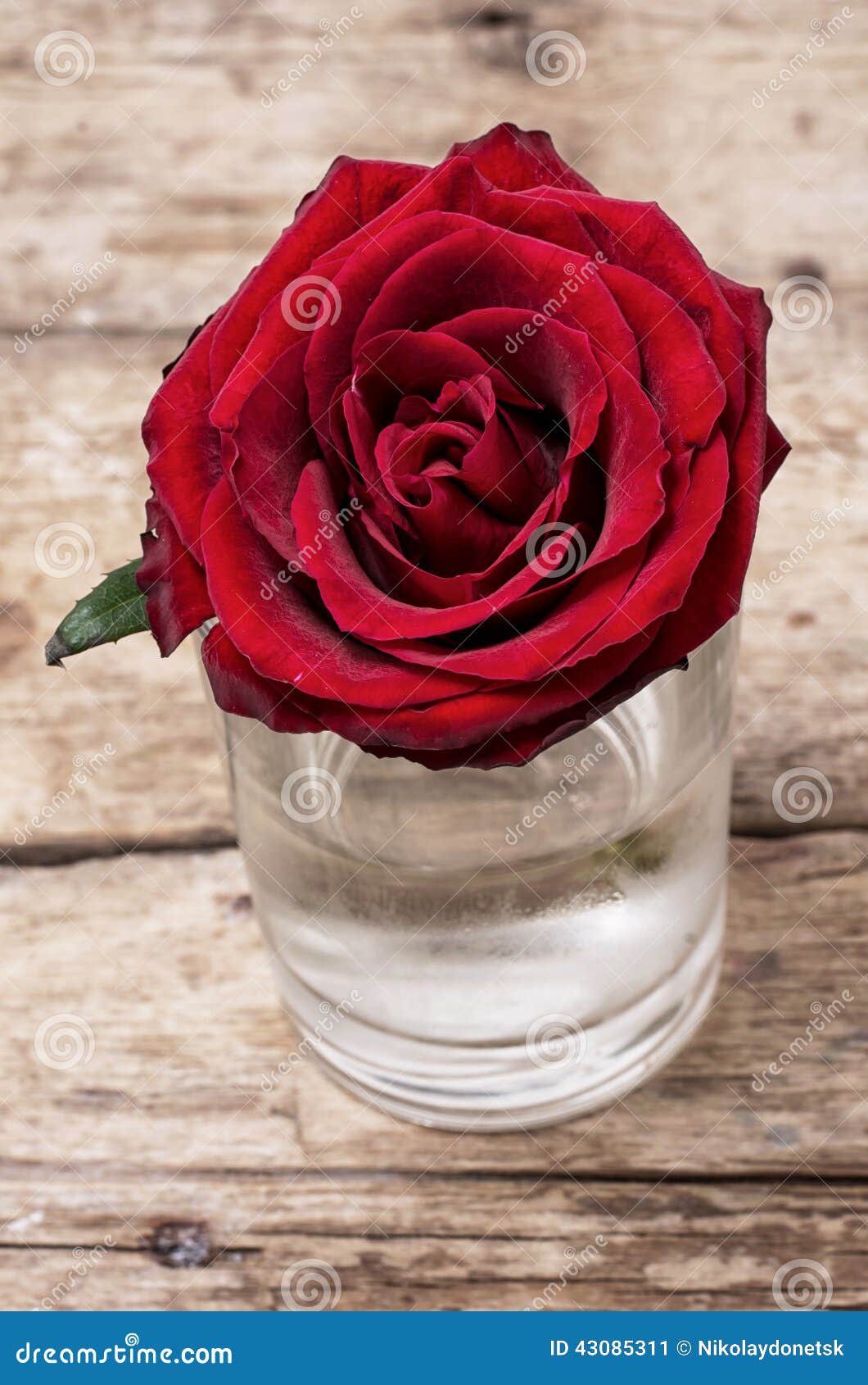 Broken bud fragrant roses stock image. Image of moisture - 43085311