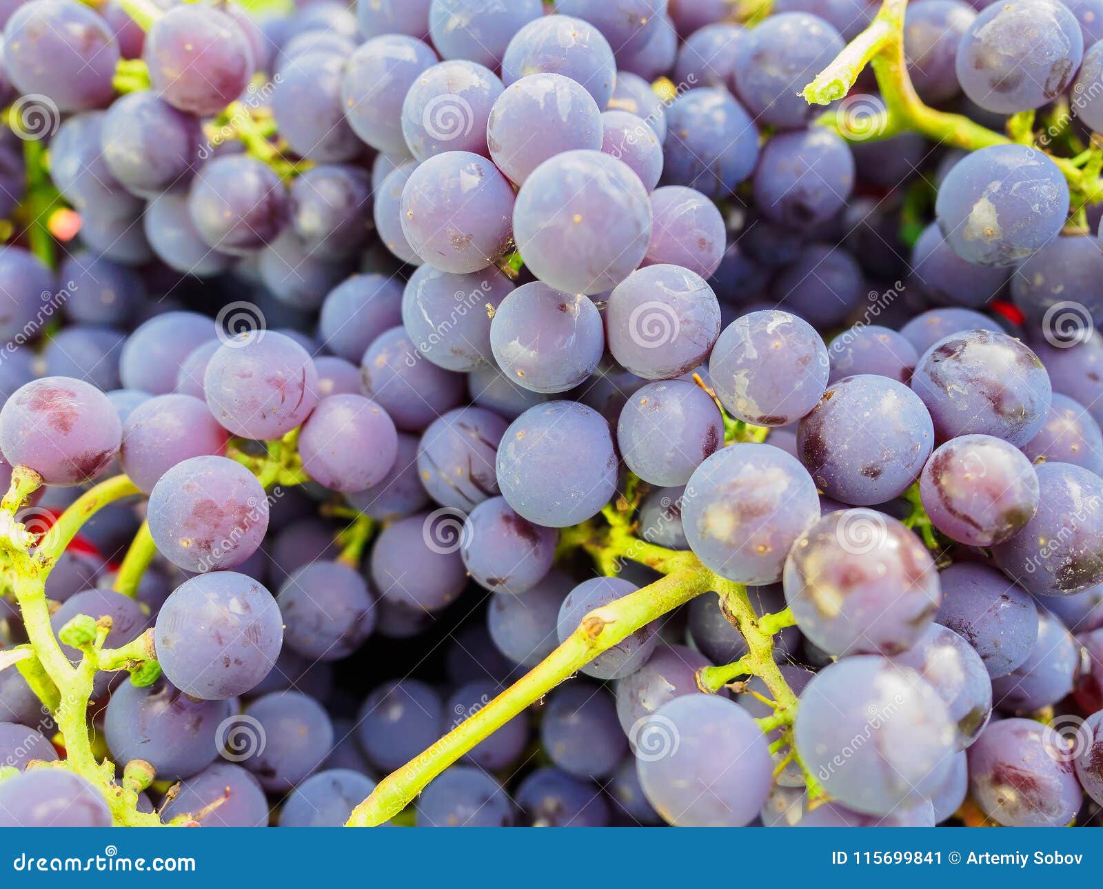 Broken Bunches of Red Grapes Close-up on a Sunny Afternoon. Stock Image ...