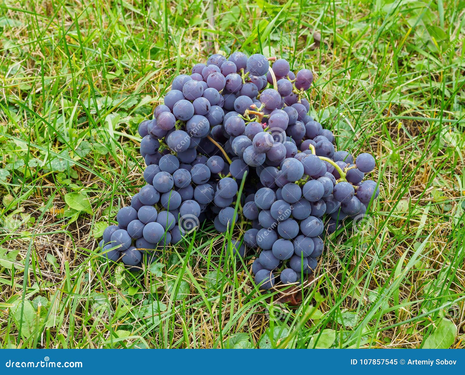 Broken Bunches of Red Grapes Lie on a Green Lawn. Stock Image - Image ...