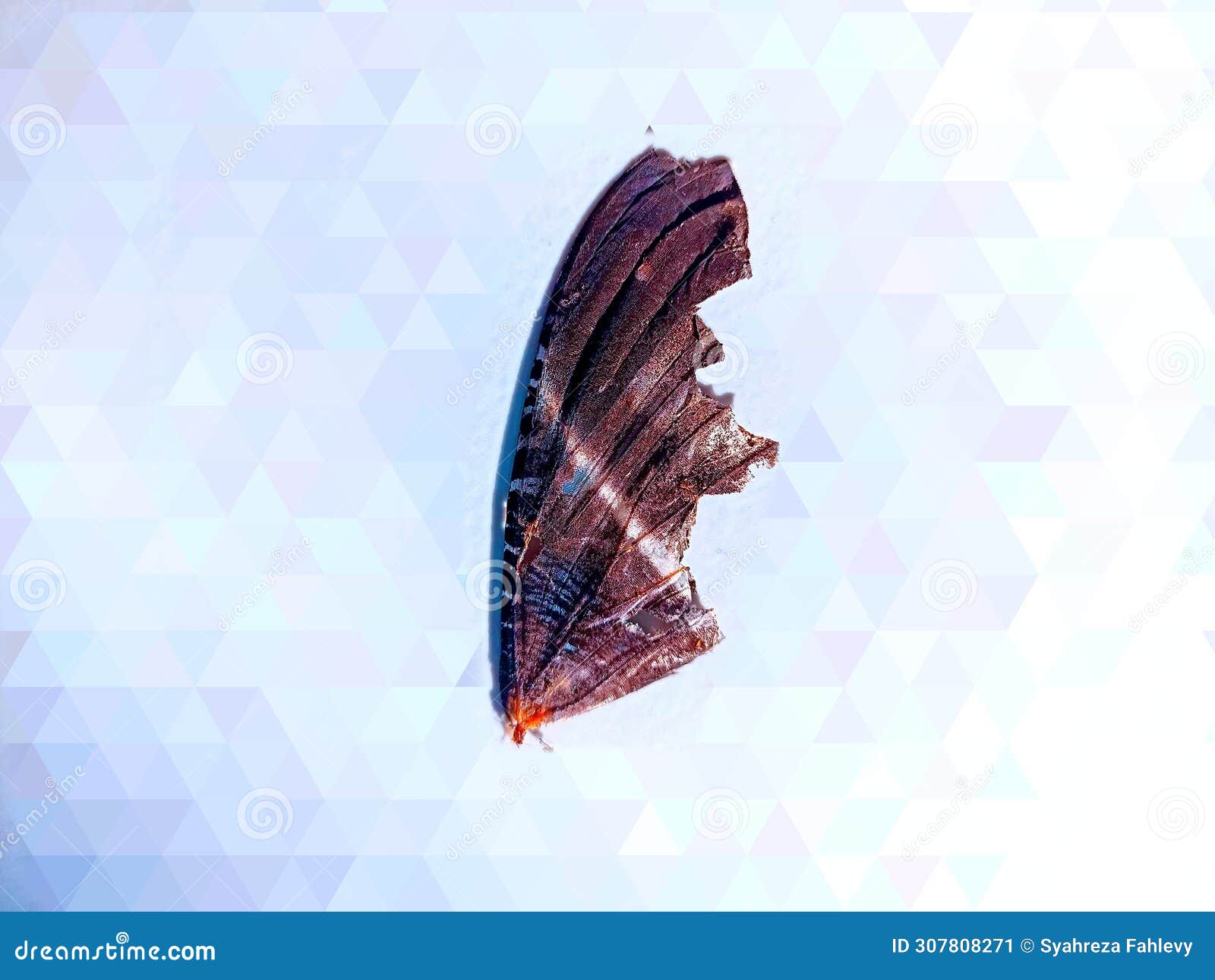 Broken butterfly wings stock image. Image of broken - 307808271