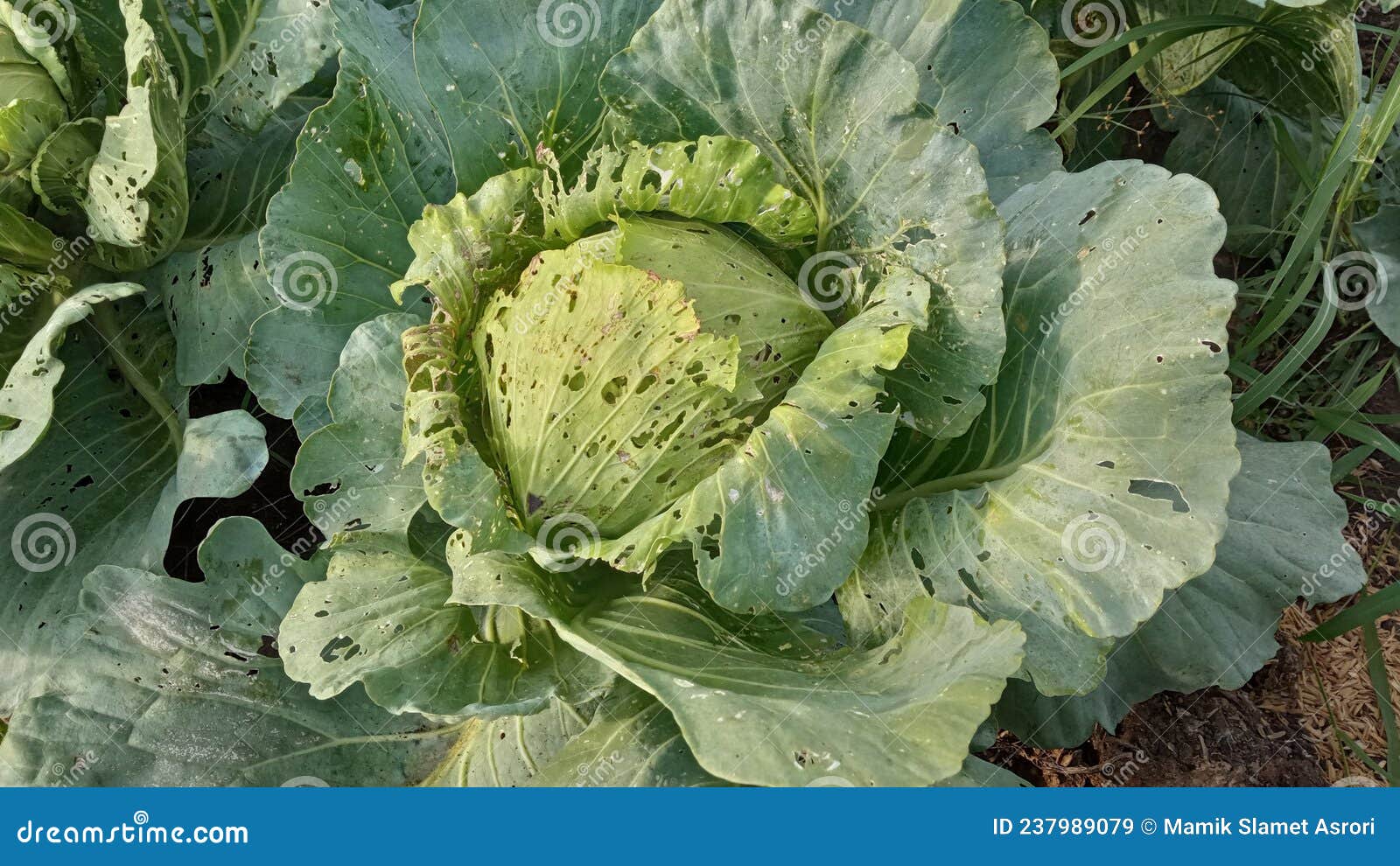 Broken cabbage in the farm stock image. Image of farm - 237989079