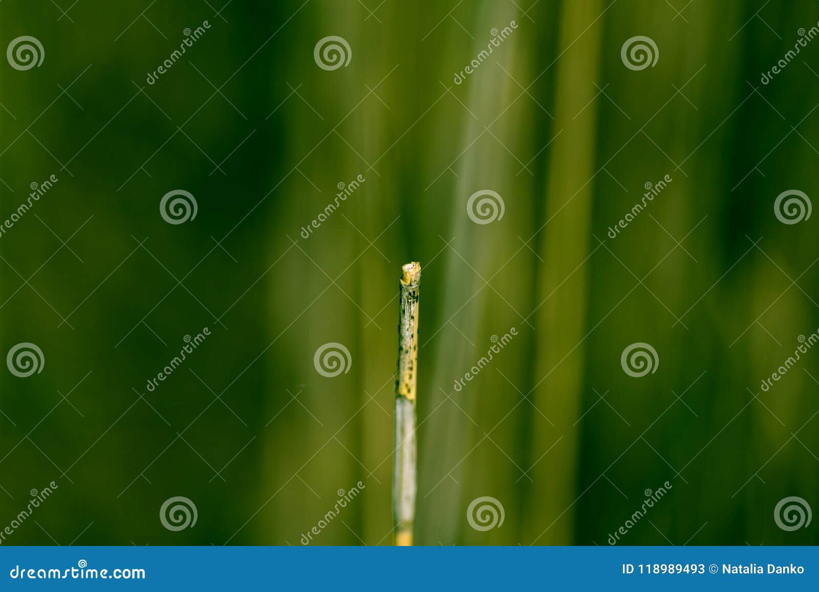 Broken Cane, Selective Focus Stock Image - Image of macro, stem: 118989493