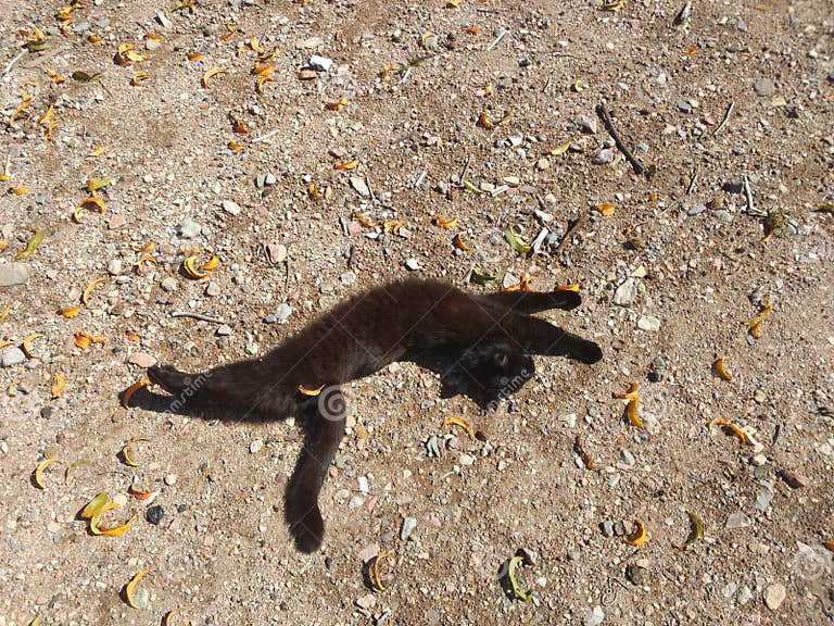 Broken Cat stock image. Image of broken, kitty, black - 163755121