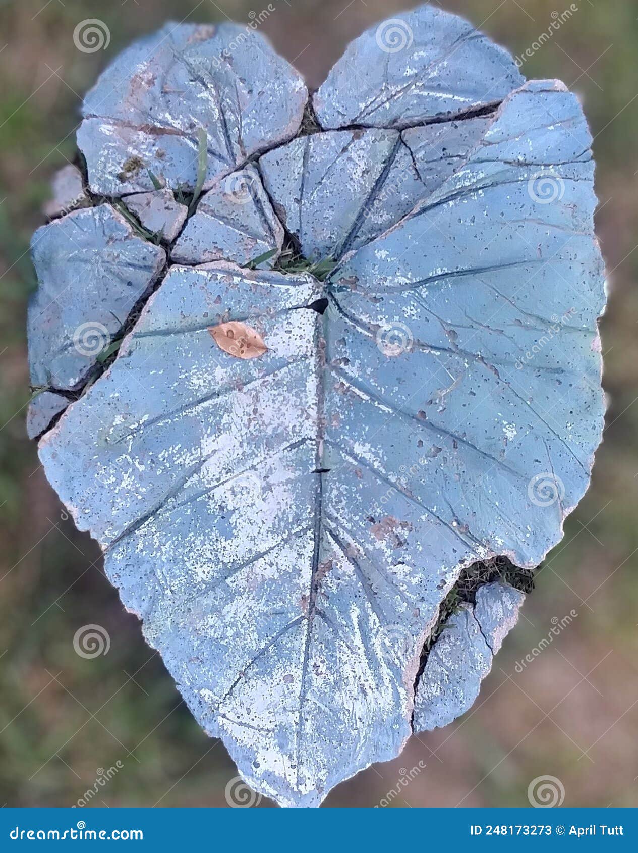 Broken Cement Mold of an Elephant Ear Leaf Put Back Together. Stock ...