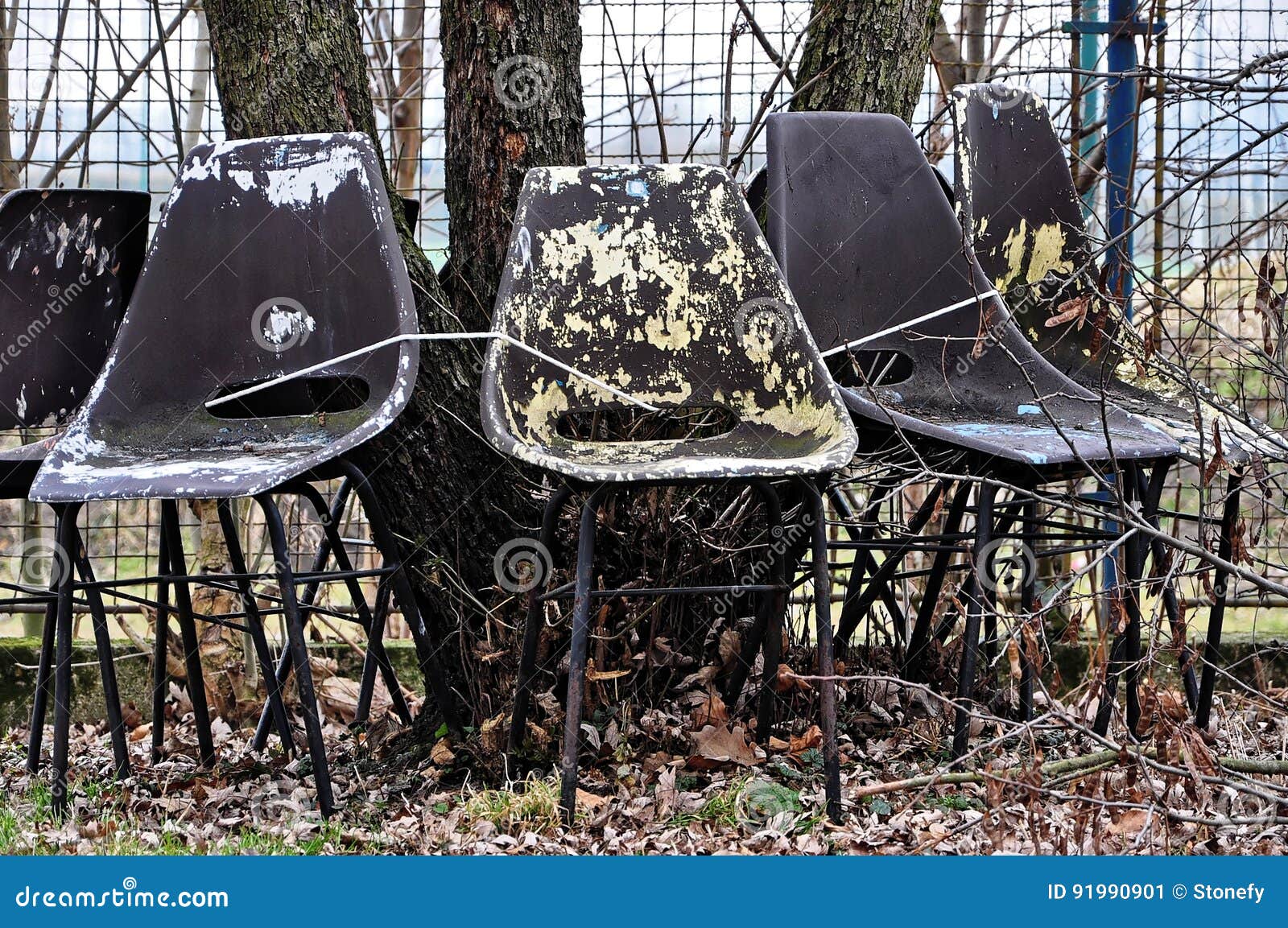 Broken Chairs Tied Around the Tree Stock Image - Image of autumn ...