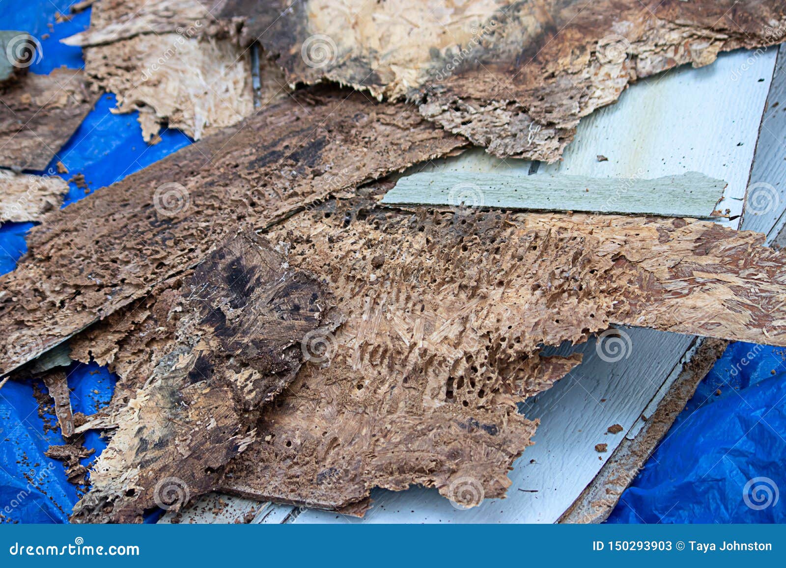 Chipped Bug Damaged Siding from the Back Side Stock Image - Image of ...