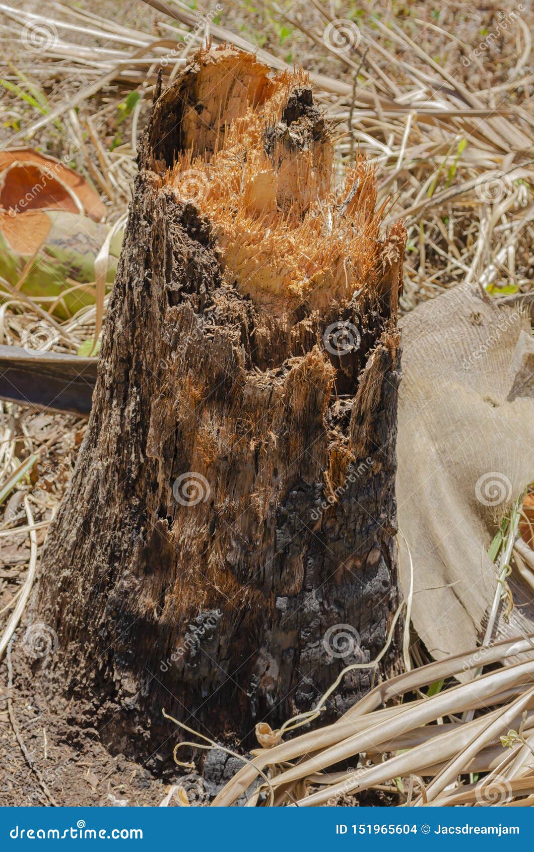 Broken Coconut Tree stock photo. Image of brown, meat - 151965604