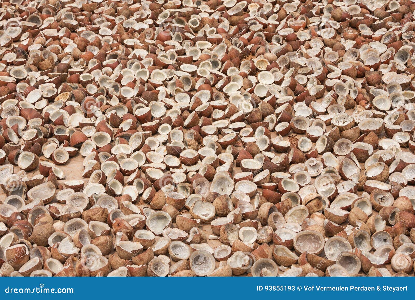 Broken Coconuts Drying in the Sun Stock Image - Image of combustive ...