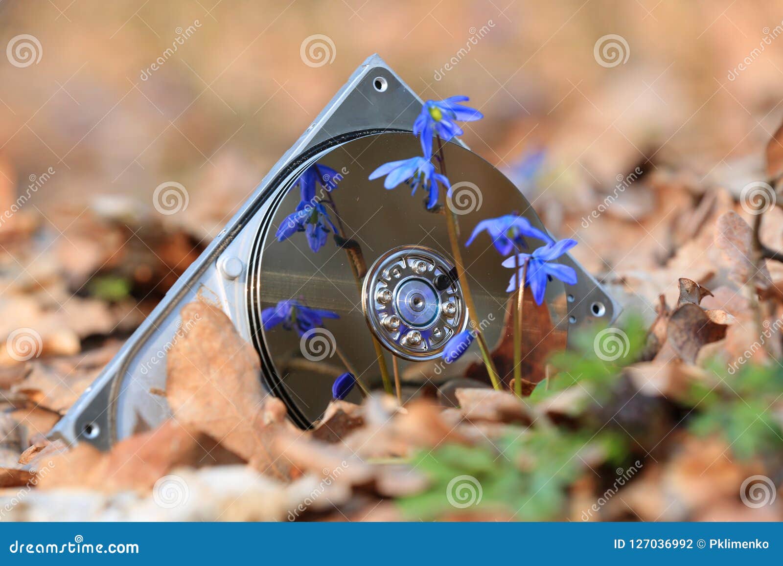 Broken Computer Hard Disk in Forest Stock Photo - Image of forgotten ...