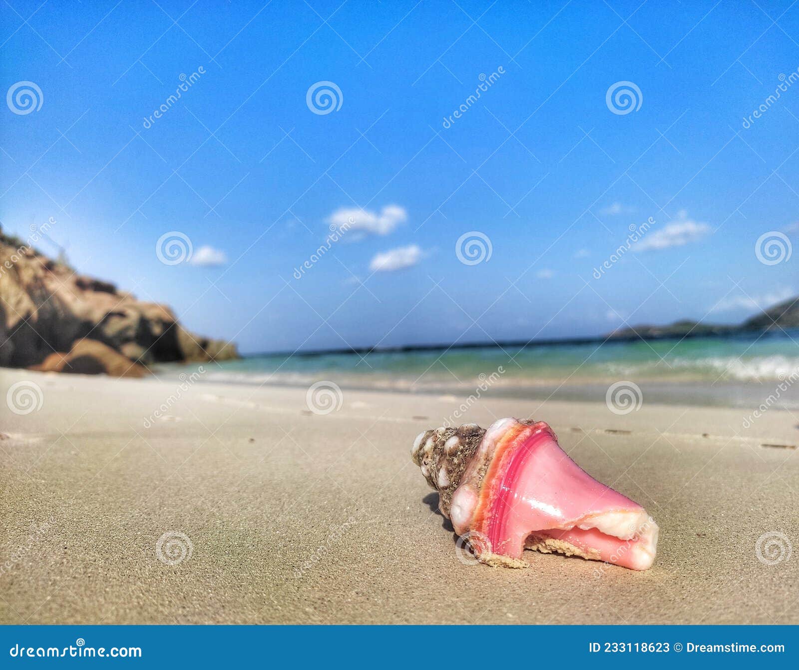 Broken Conch Shell on the Beach Stock Image - Image of conch, shell ...