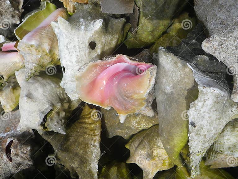 Broken Conch Shell with Exposed Spiral Internal Structure Stock Photo ...