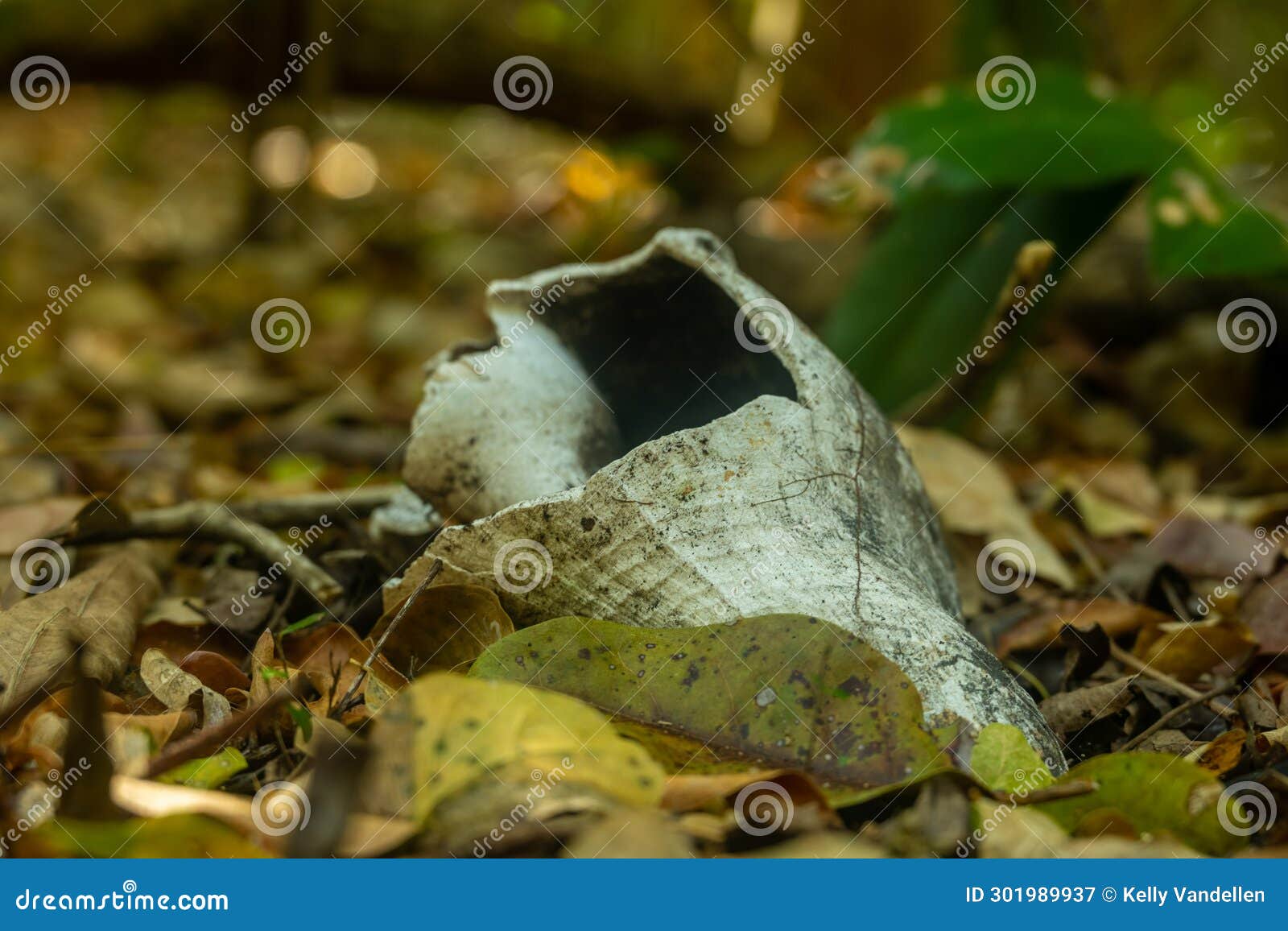 Broken Conch Shell Rests on Forest Floor Stock Image - Image of outdoor ...