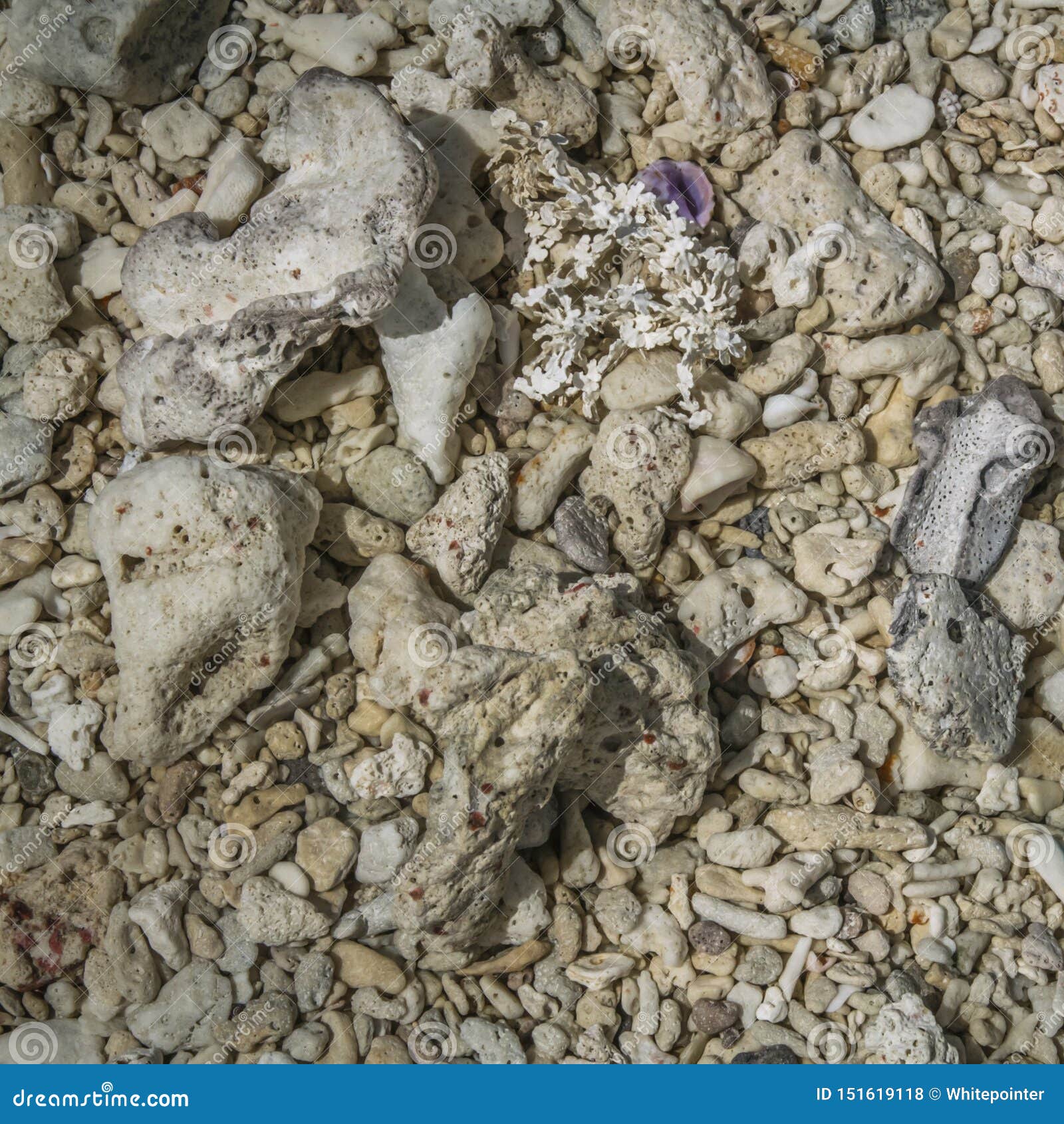 Broken corals on the beach stock photo. Image of pieces - 151619118