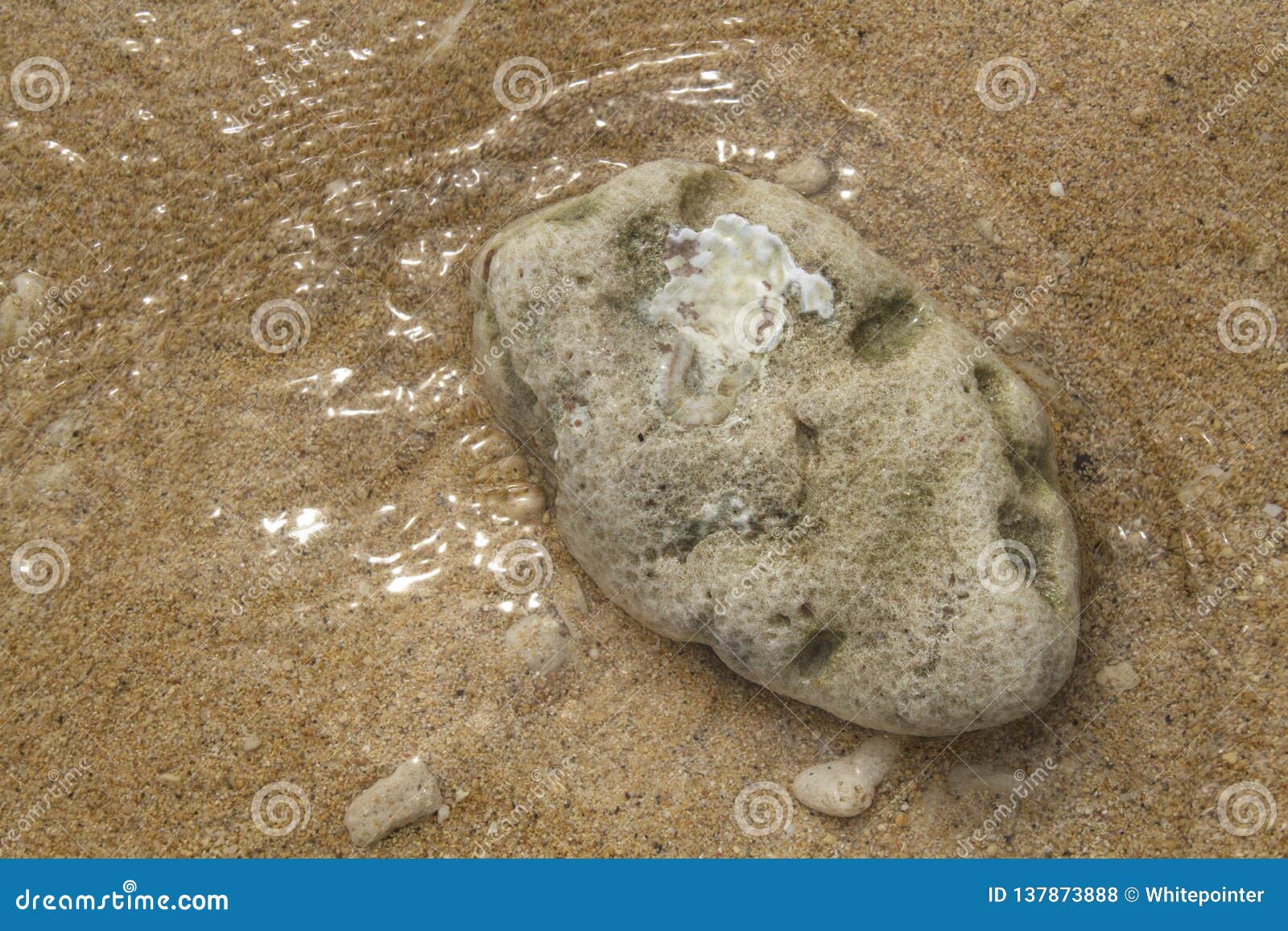 Broken corals on the beach stock photo. Image of beach - 137873888