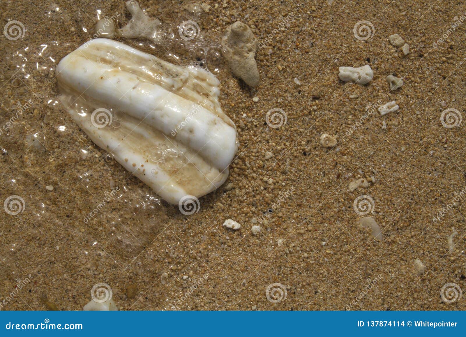 Broken corals on the beach stock photo. Image of coral - 137874114