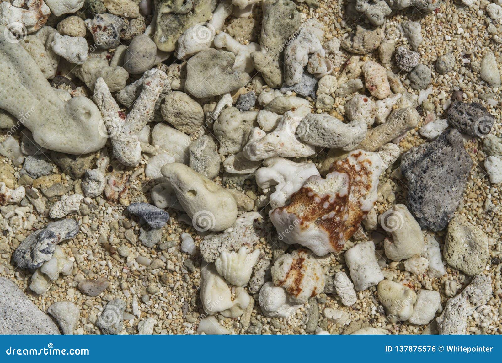Broken corals on the beach stock photo. Image of pattern - 137875576